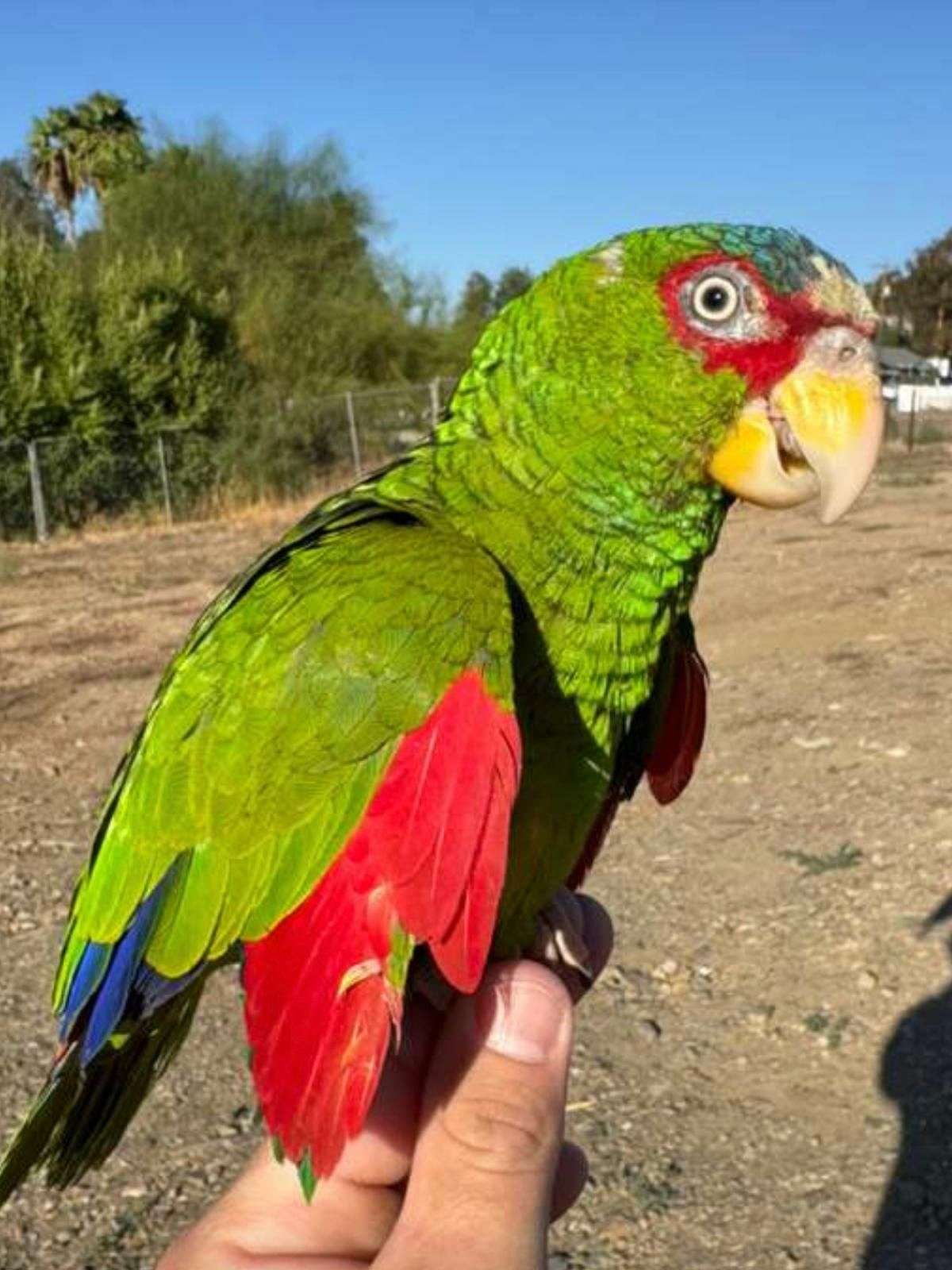 Beautiful 11-Month Old - White Front Amazon