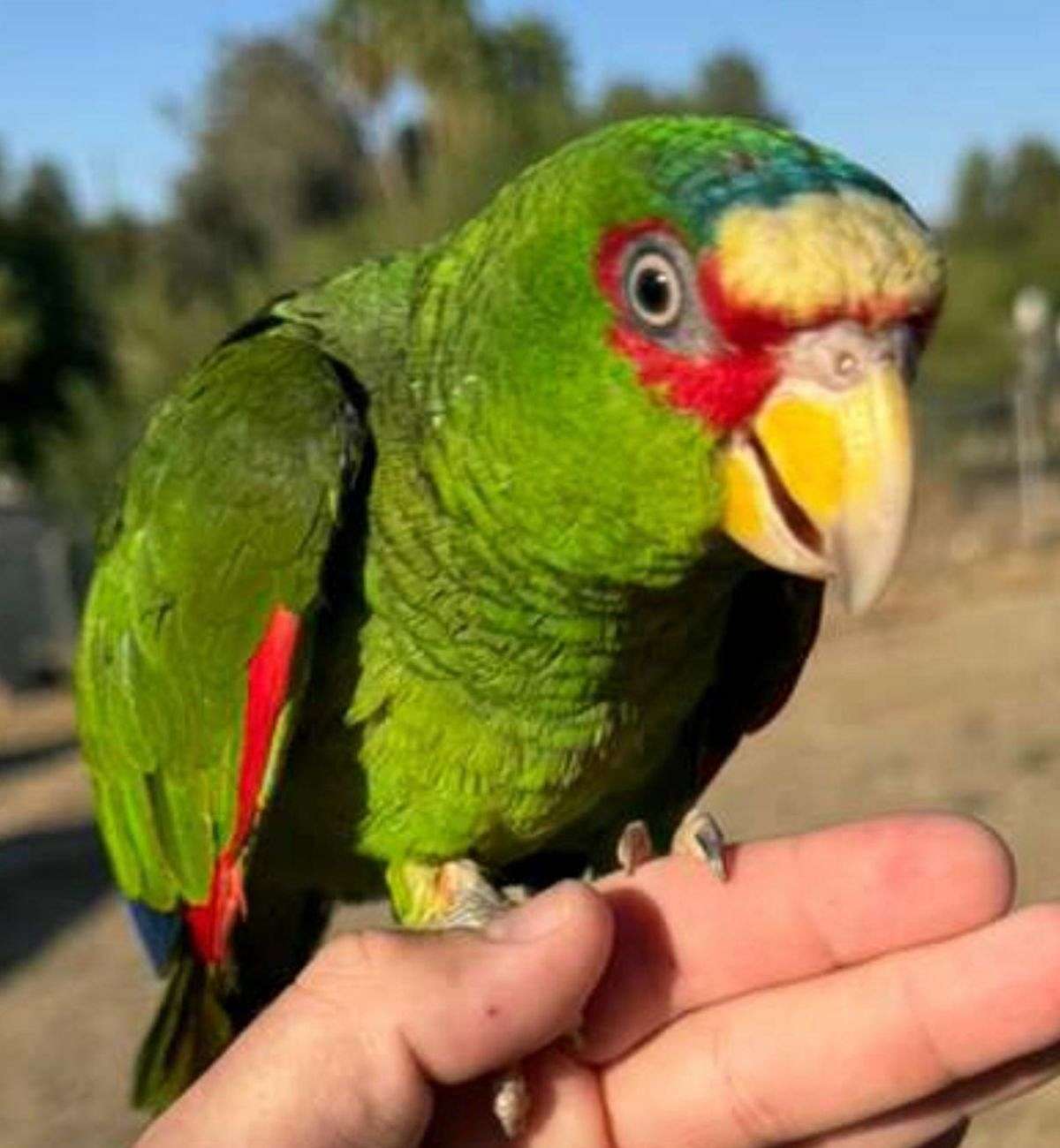 Beautiful 11-Month Old - White Front Amazon