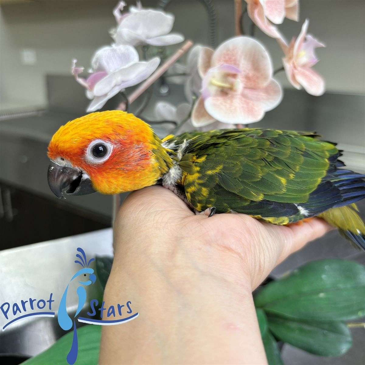 Baby Sun Conure Available at Parrot Stars!