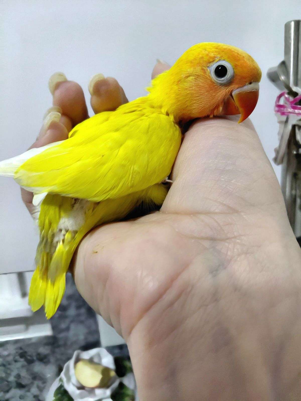 Lovebird babies yellow fisher and roseicollis lutino