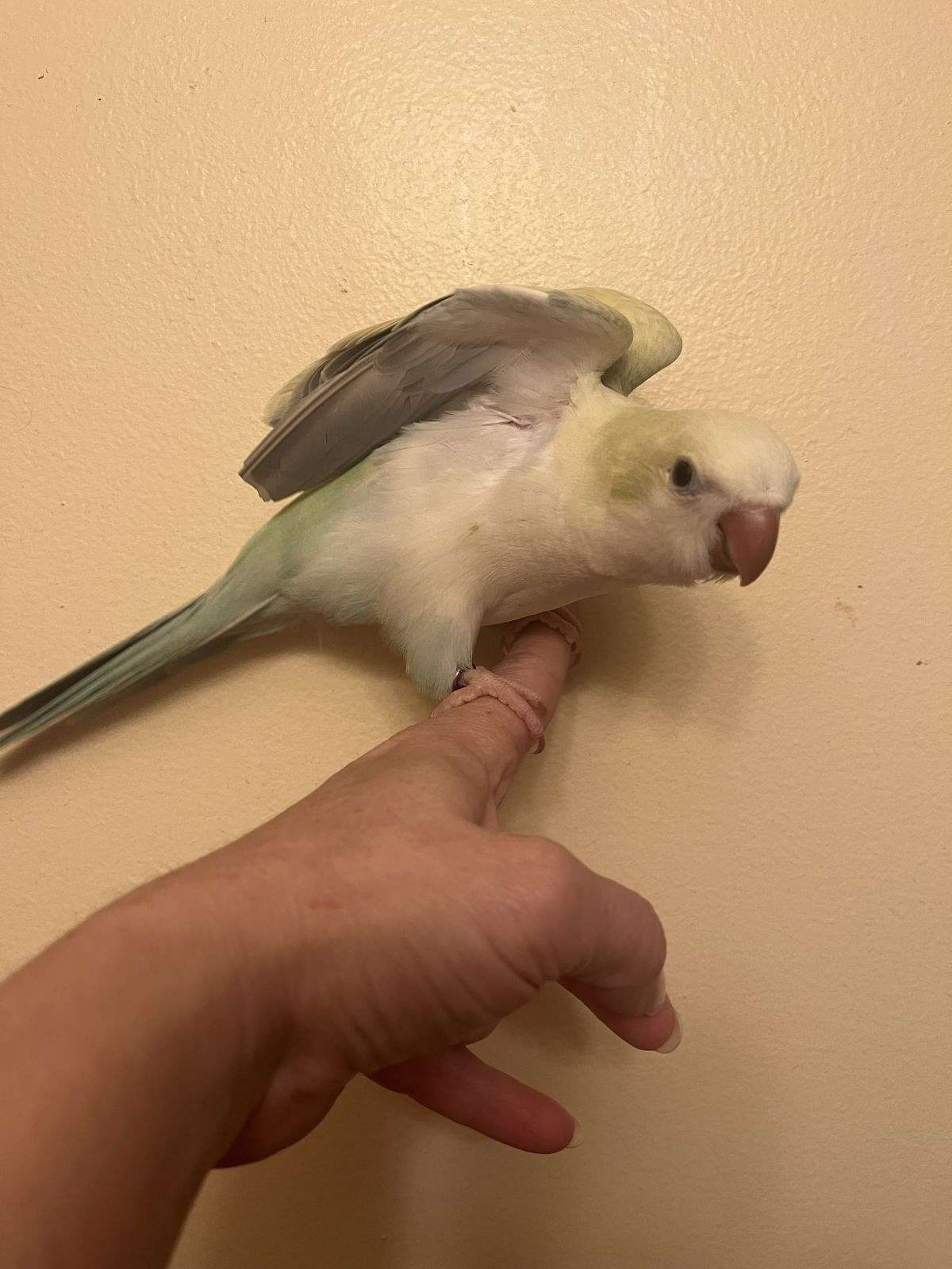 Quaker Parrots