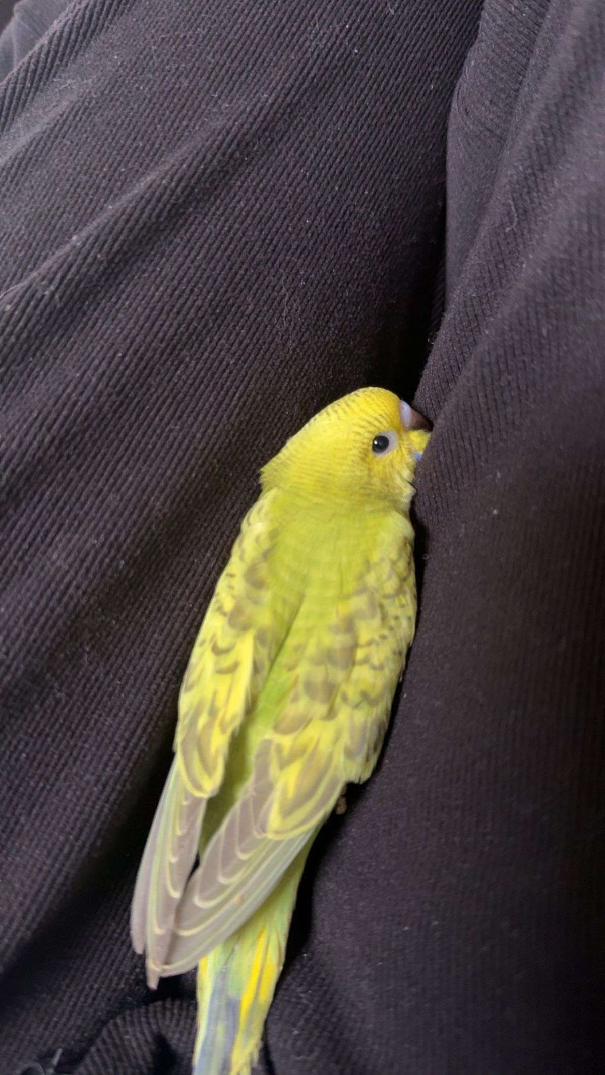 Newborn baby parakeet