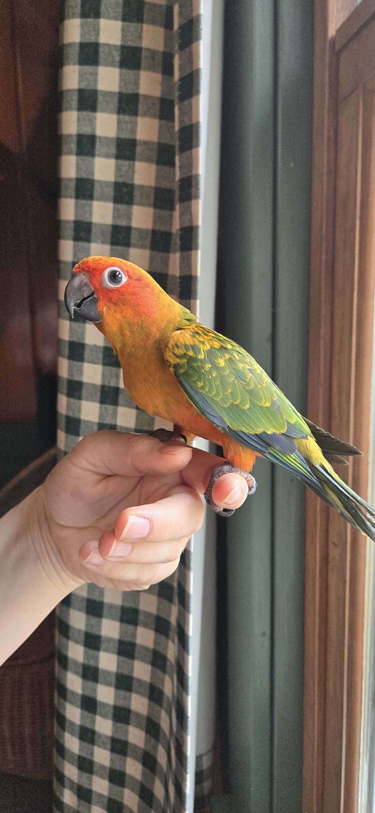 Sun Conure Babies