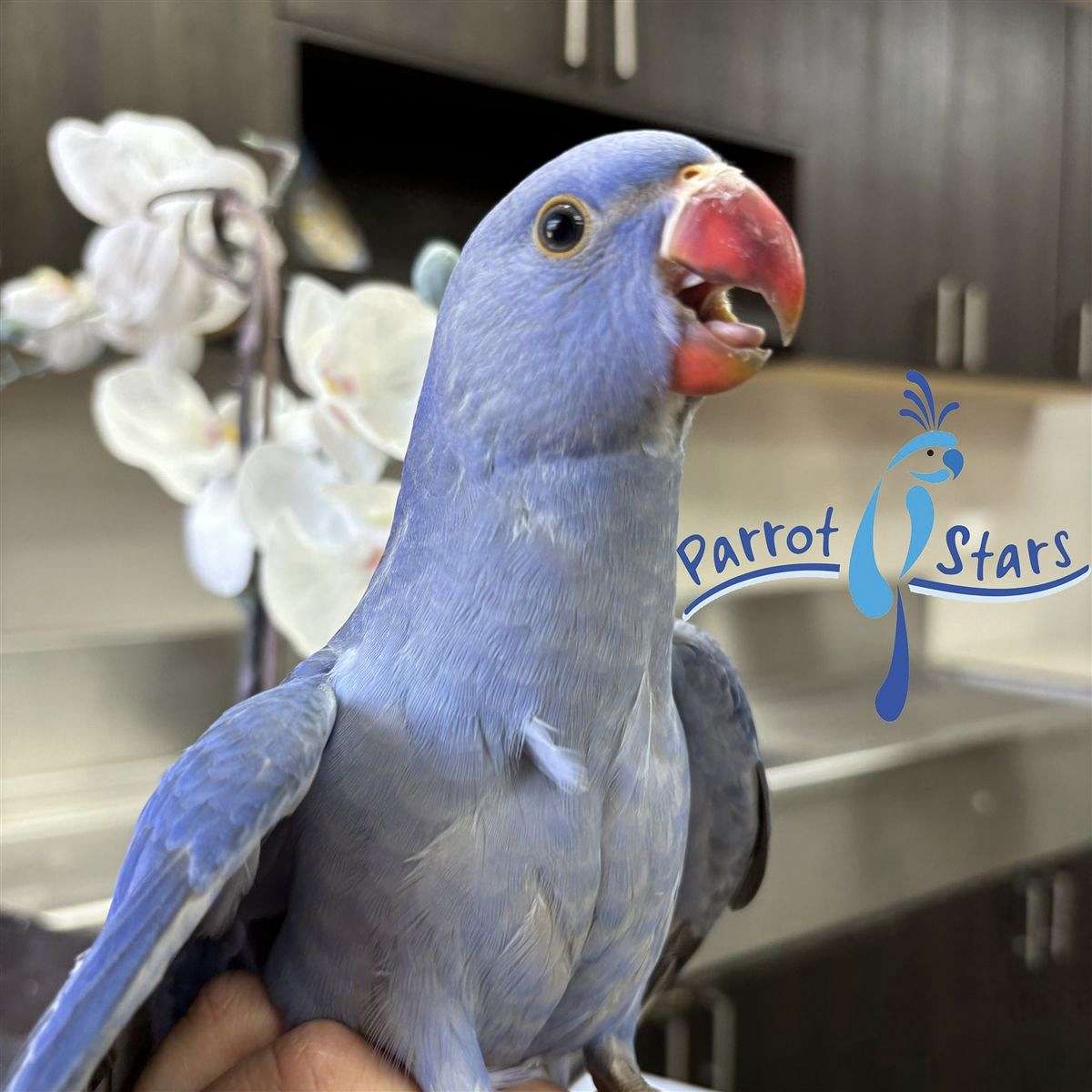 Baby Violet Cobalt Indian Ringneck Available at Parrot Stars!
