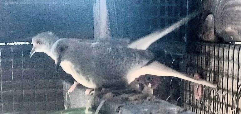 Silver White Tail Diamond Doves