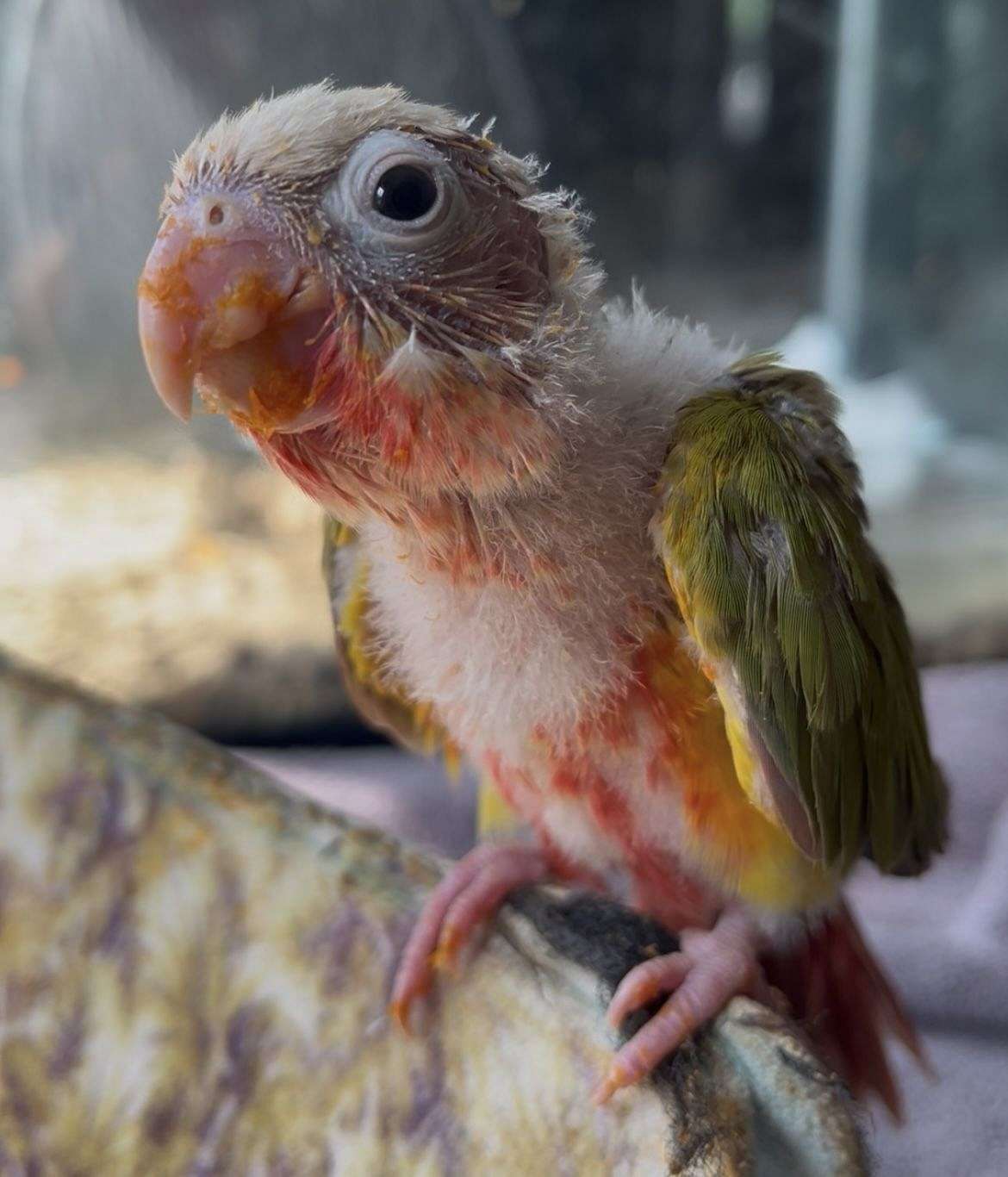 DNA Tested | Hand-fed | High Red Pineapple Green Cheek Conures