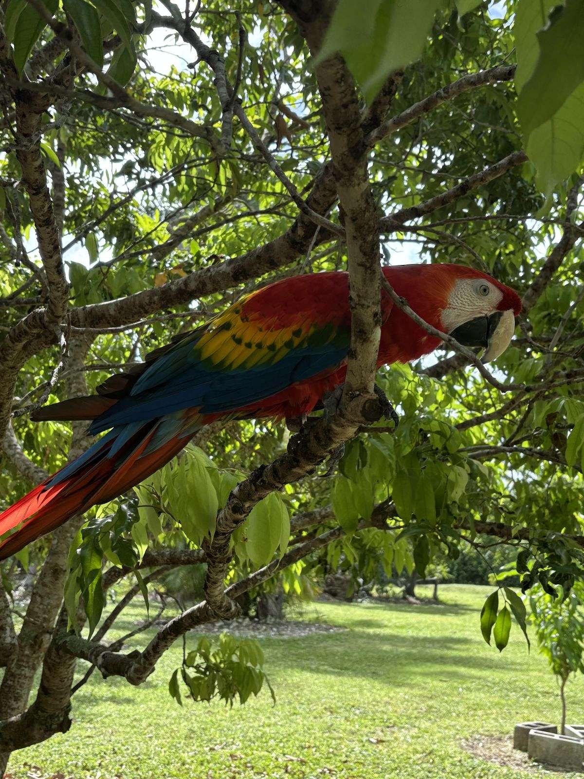Macaw