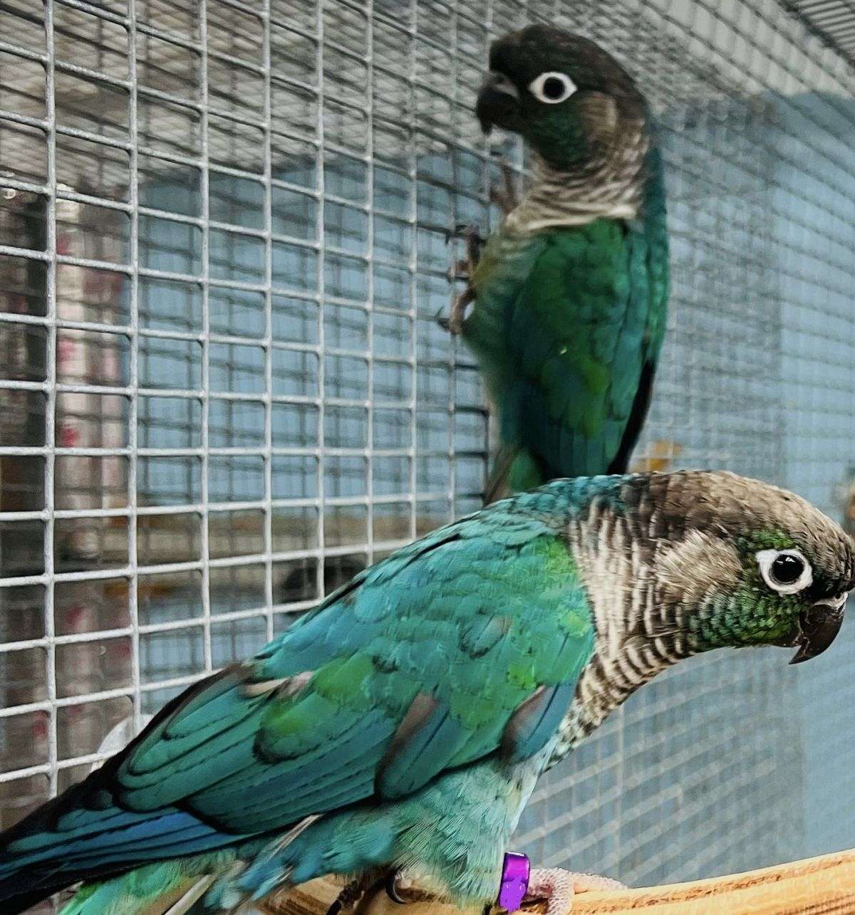 Greencheeks Conure Pair - DNA Turquoise Ready to breed