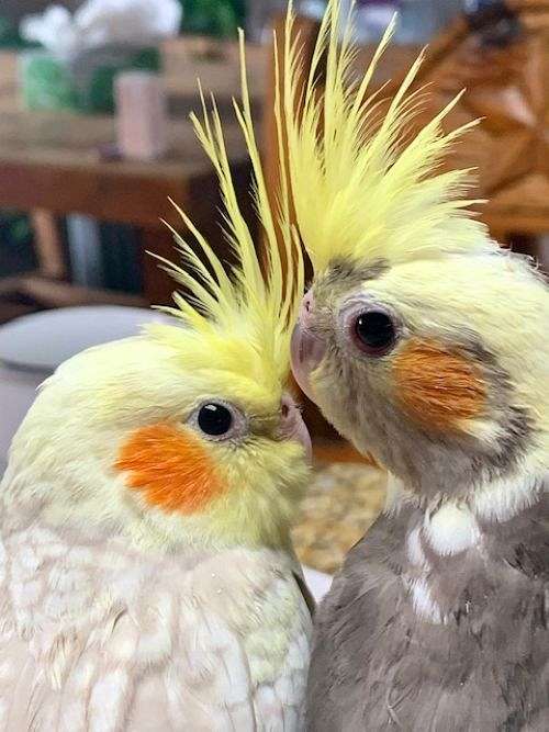 Hand Raised Baby Cockatiels