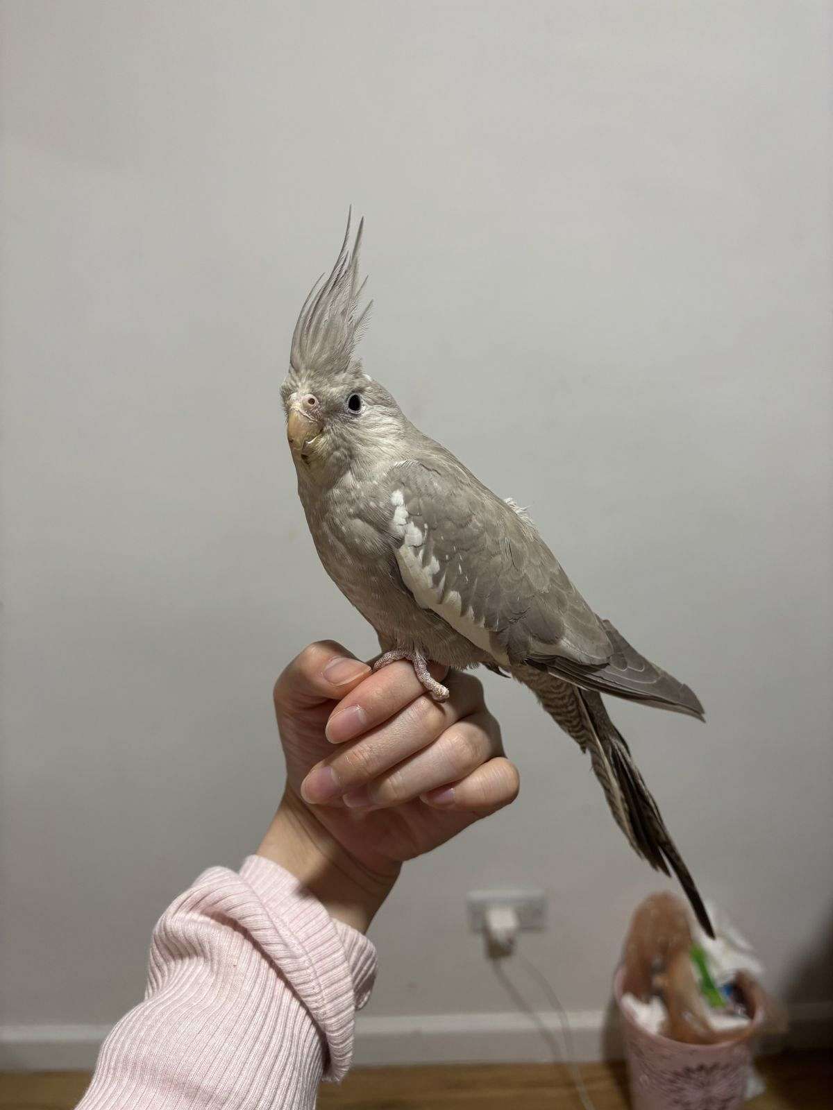 Cinnamon Whiteface Cockatiel