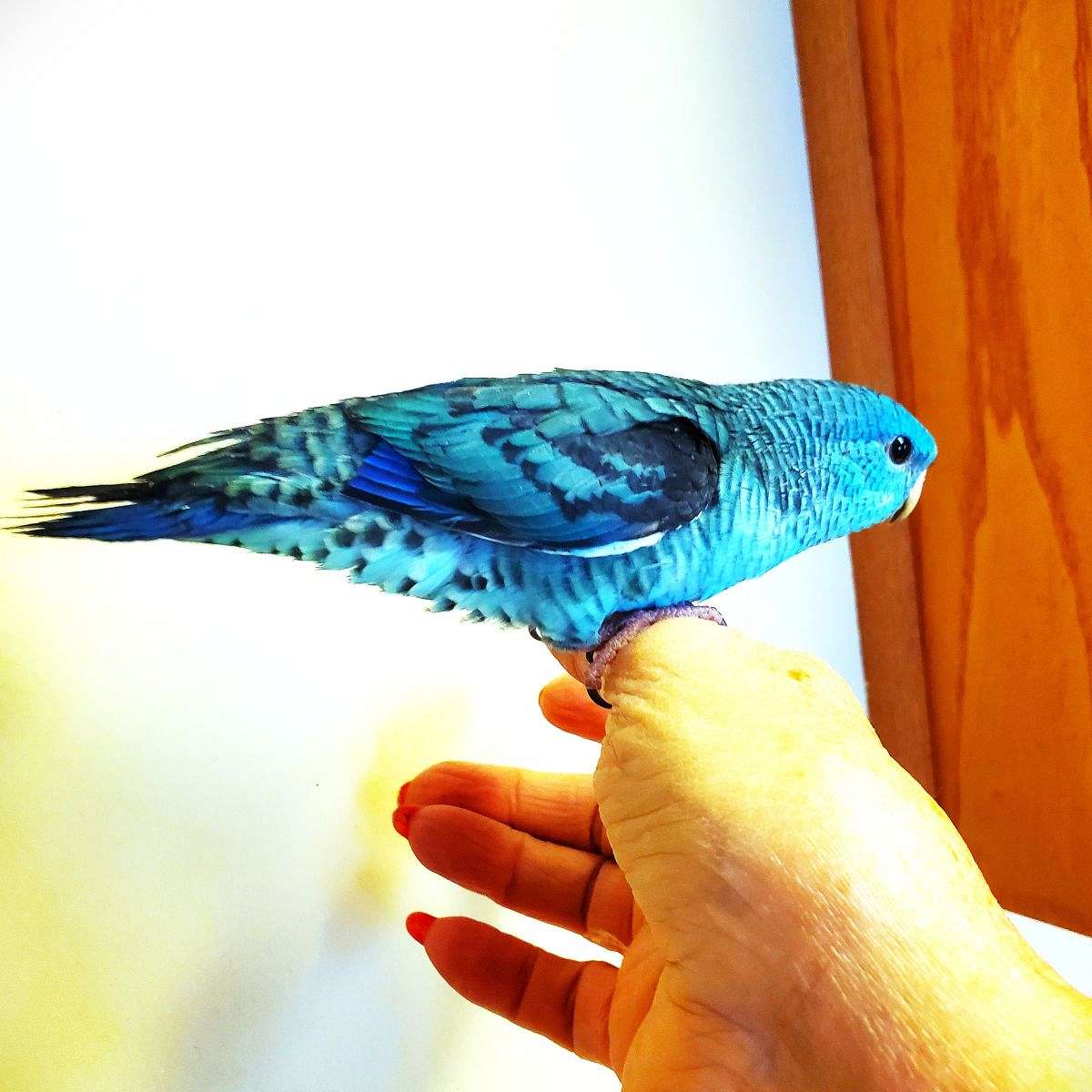 Lineolated Parakeet - Turquoise, Hand Fed, Hand Tame