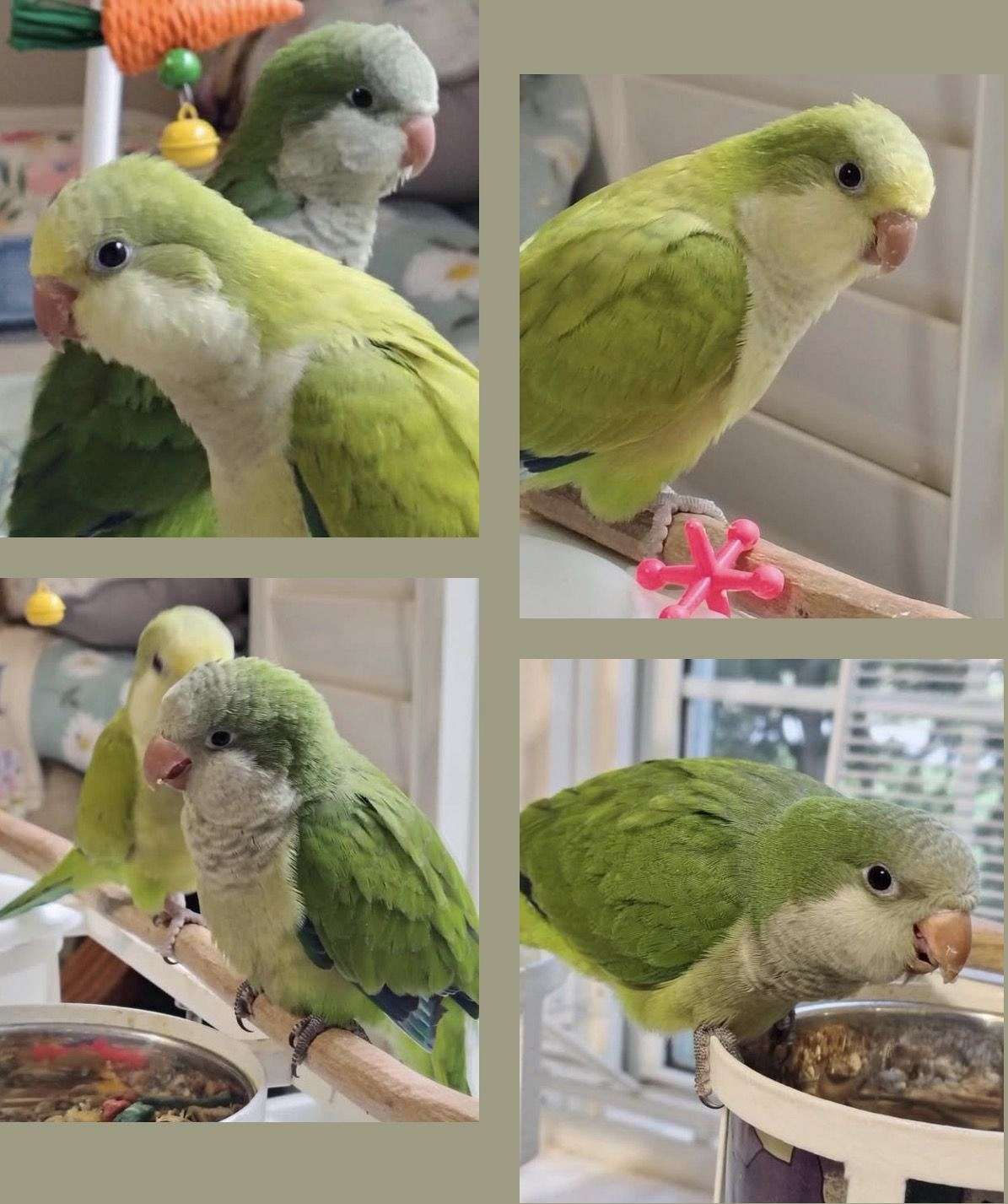 Sweet Baby Quakers