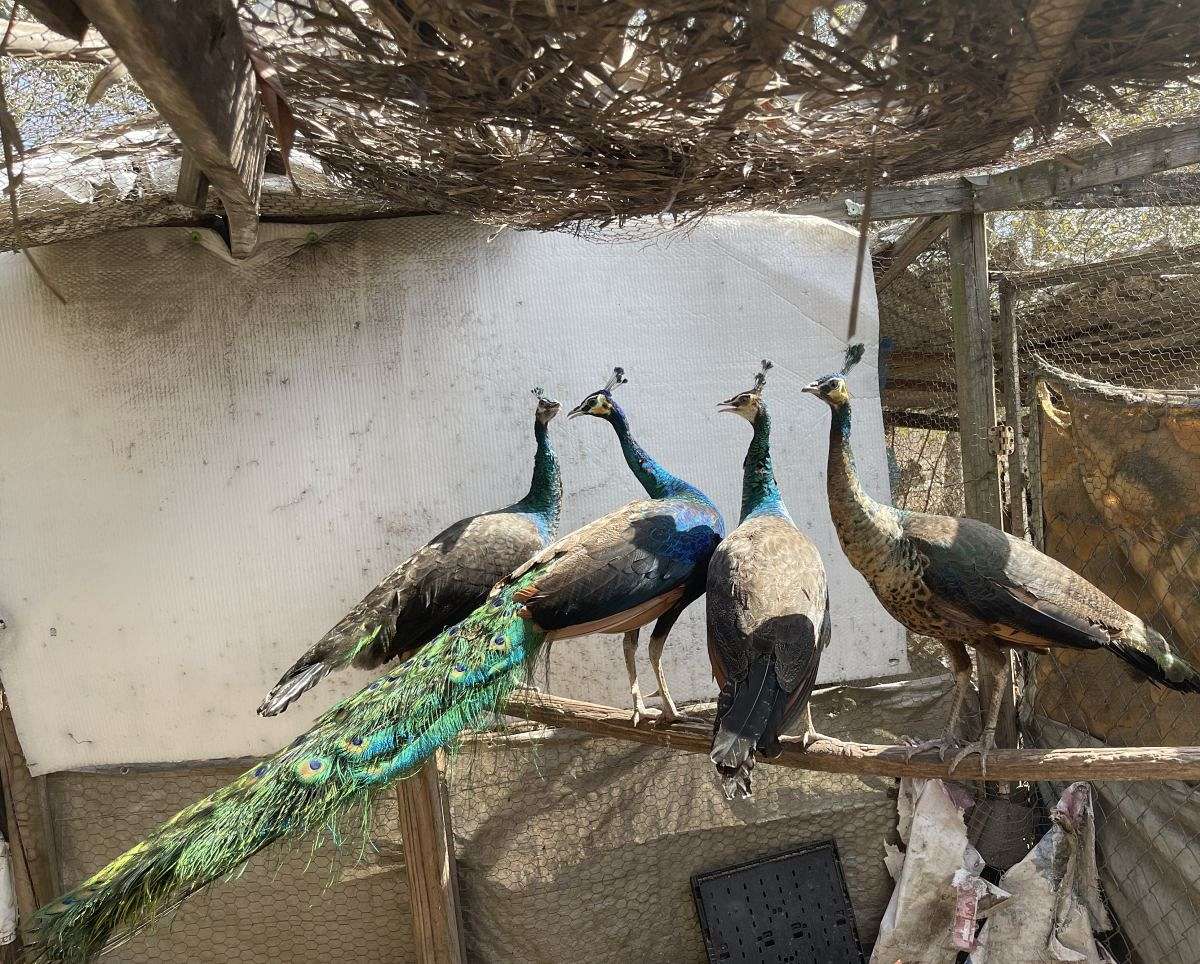 Java Green Peacock Pair (Male & 3 Females)
