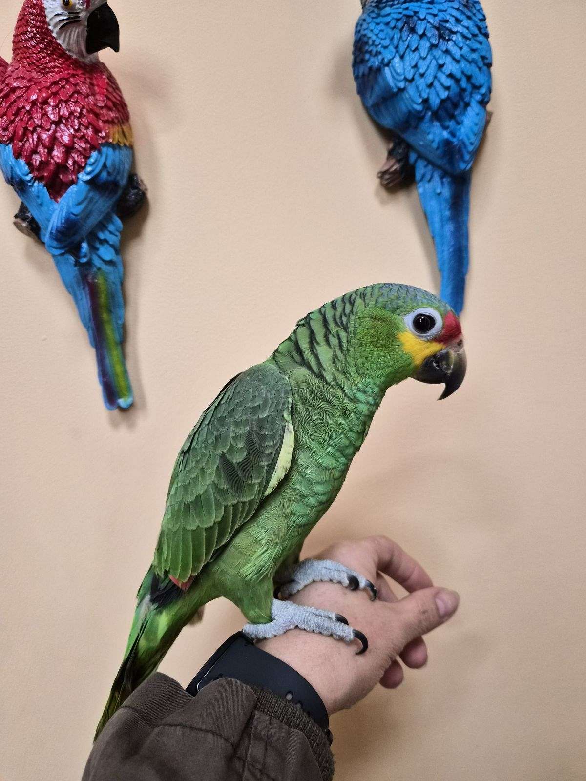 Amazon parrot