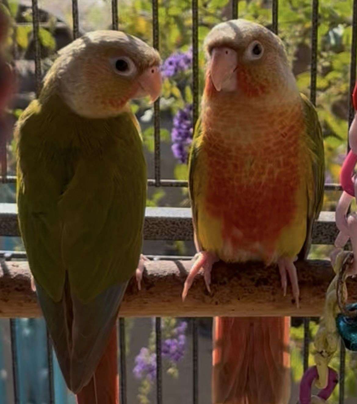 DNA Tested | Hand-Fed | High Red Pineapple Green Cheek Conures