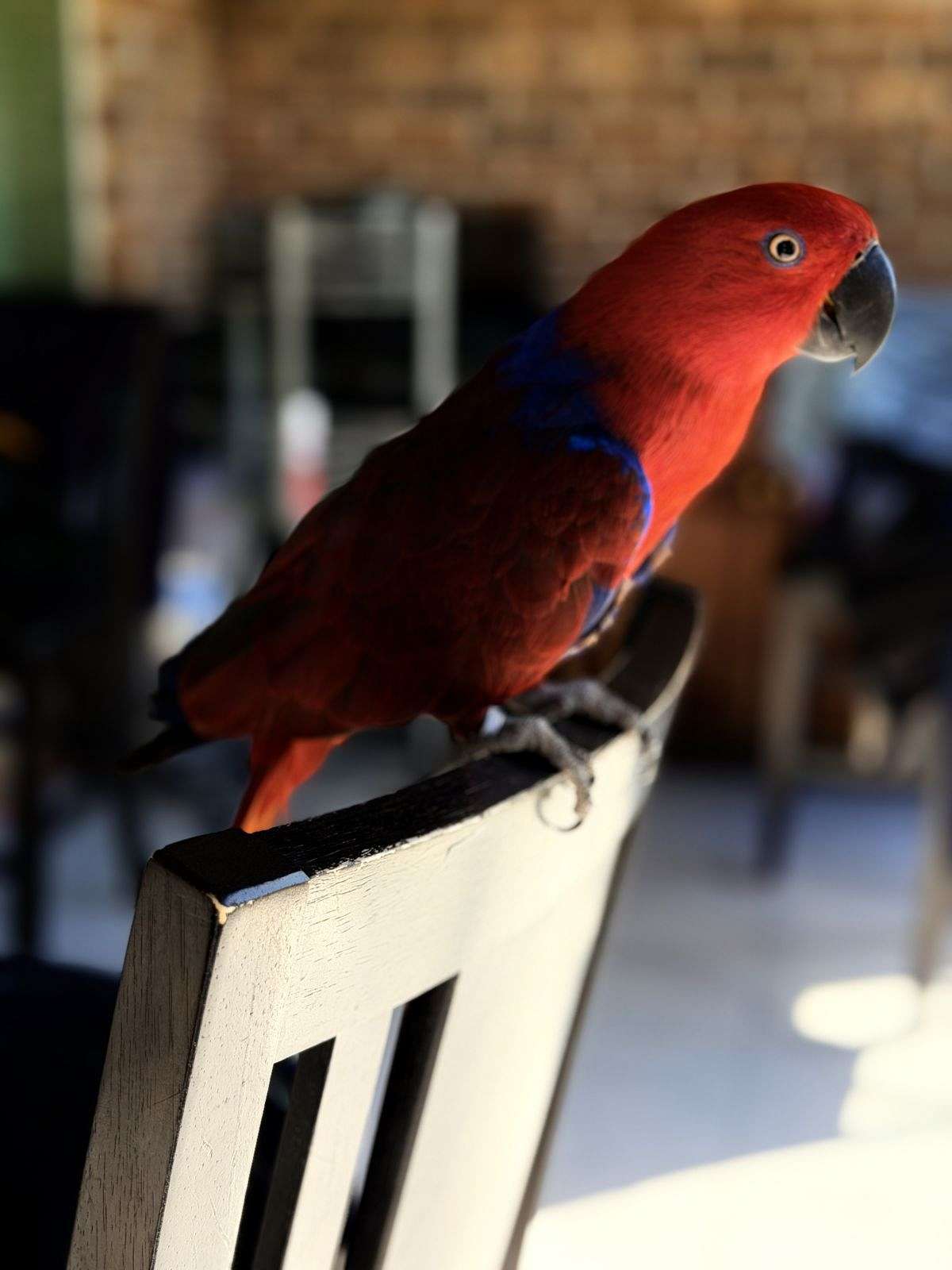 Medium Female Blue Solomon Island Eclectus