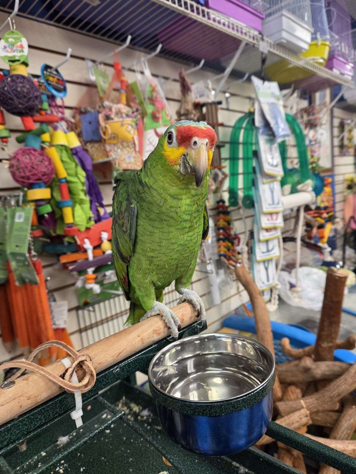 Red Lored Amazon