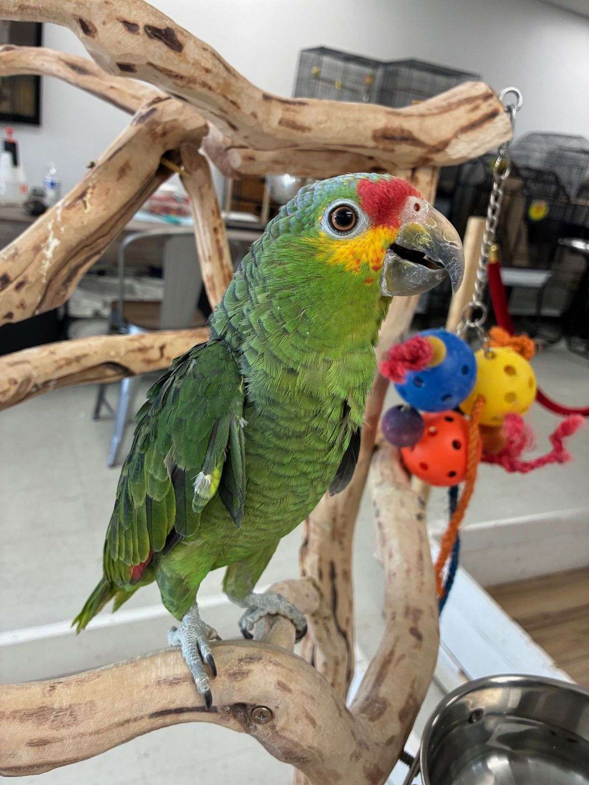 Baby Red Lored