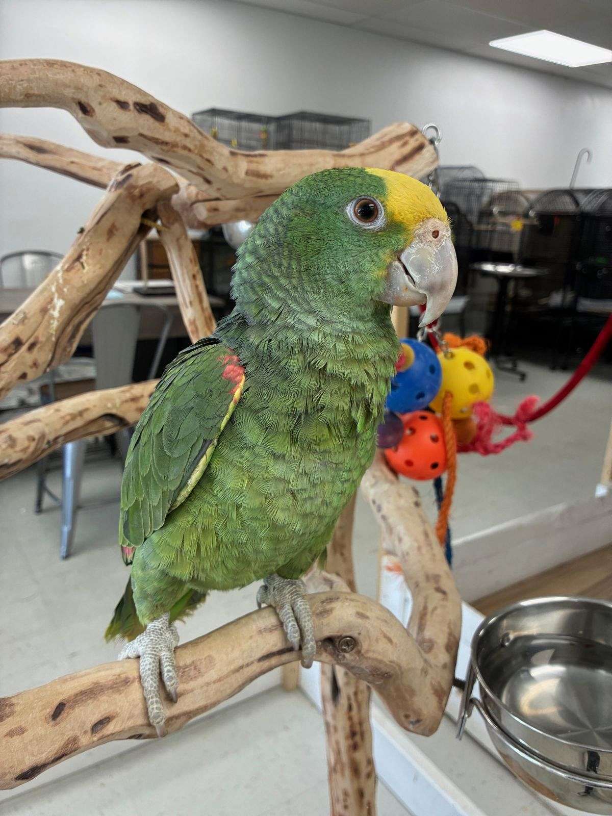 Baby Double Yellow Head Amazon