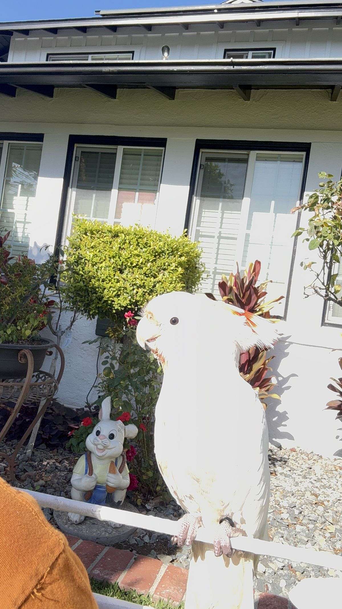 Mayor Michell female tame