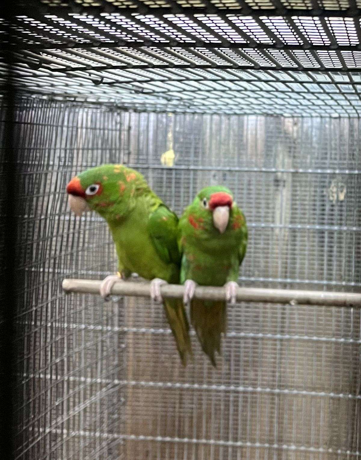 Mitred Conure Males