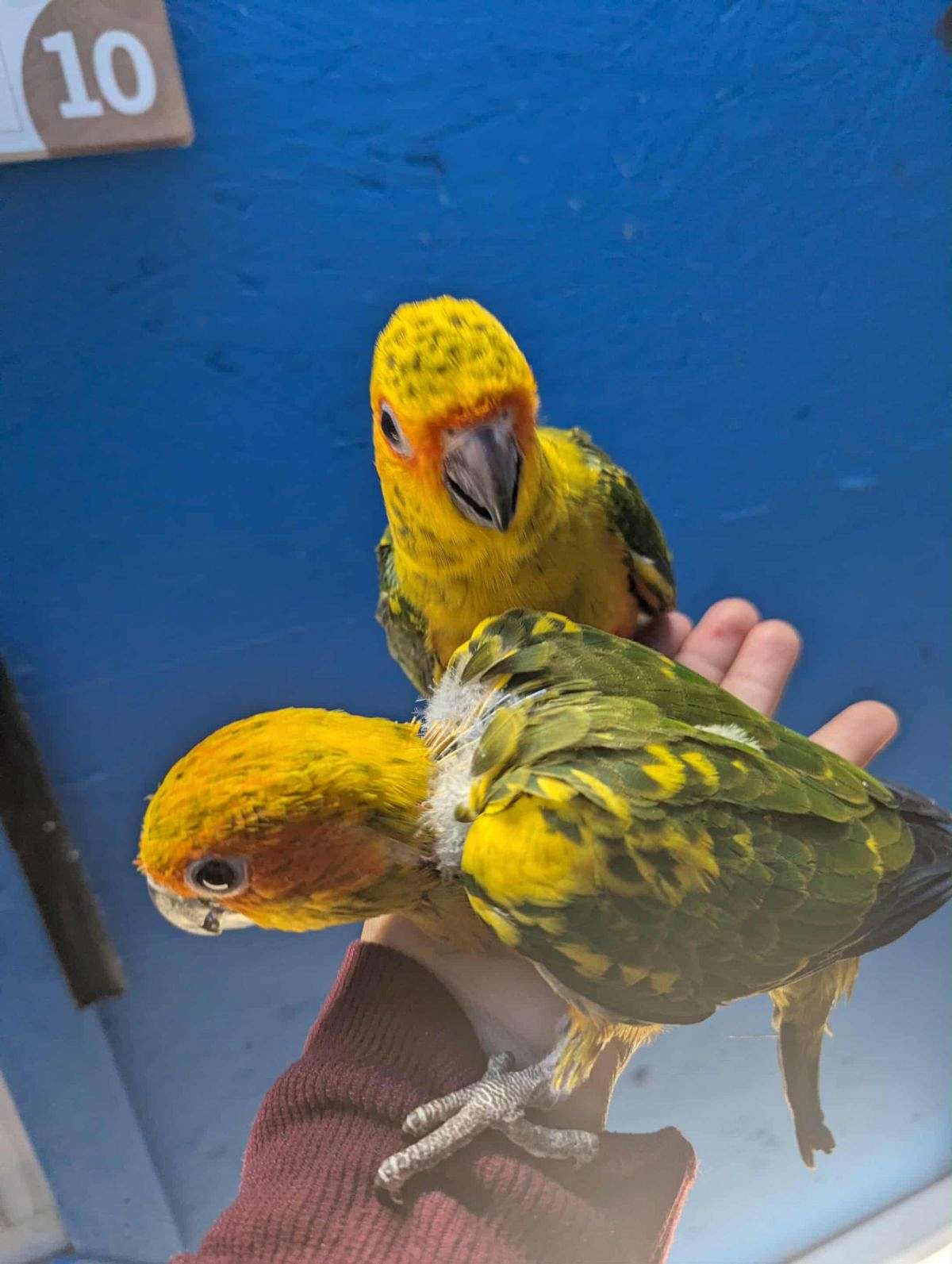 Sun Conure babies