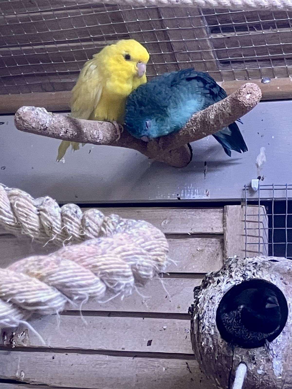 Linnie Pair