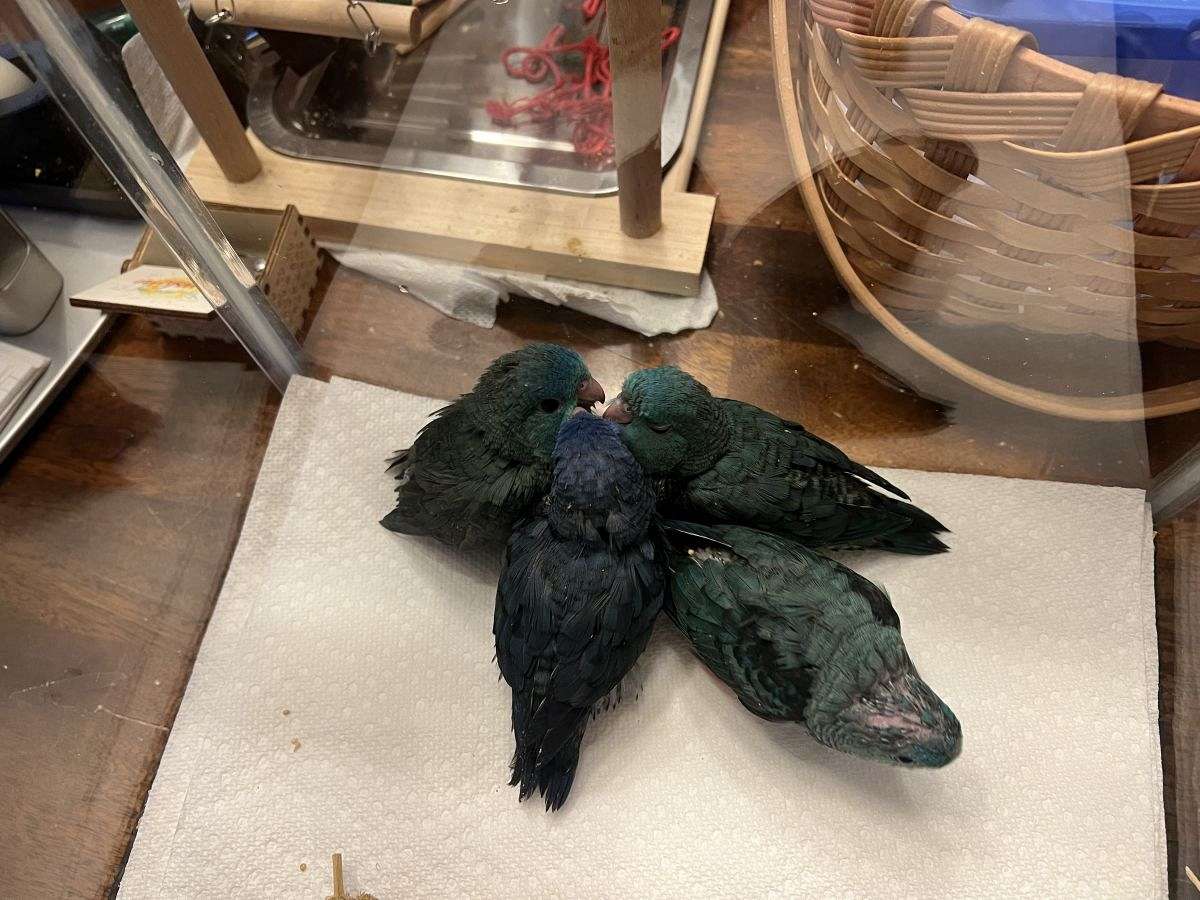 Lineolated Parakeet Babies - Hand Tame
