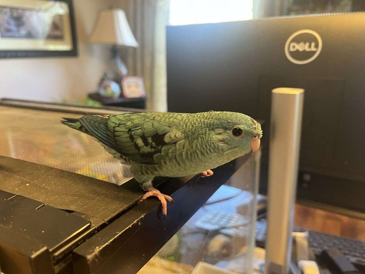 Lineolated Parakeet Babies - Hand Tame