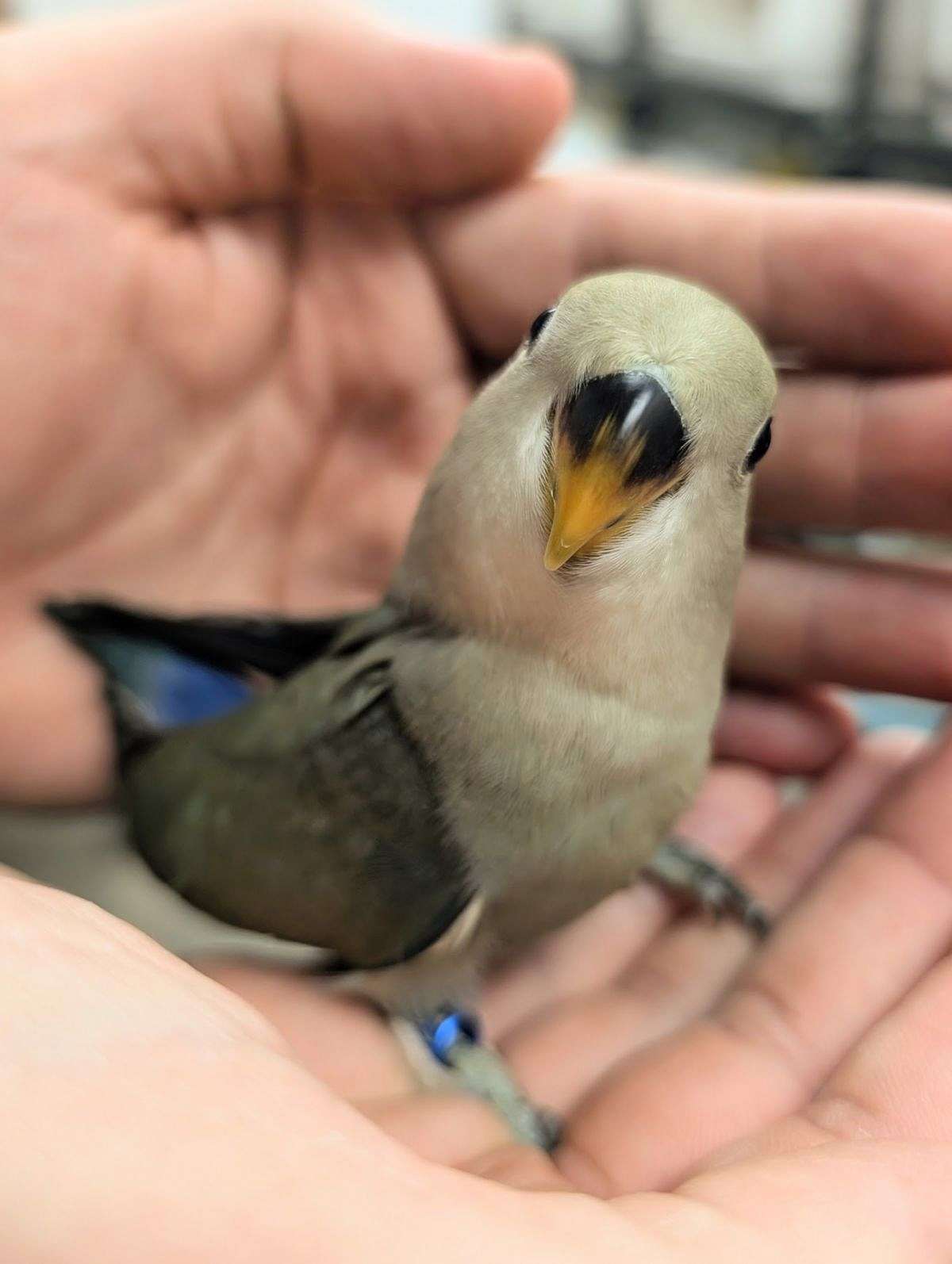 Flannel, our Peach Face Lovebird