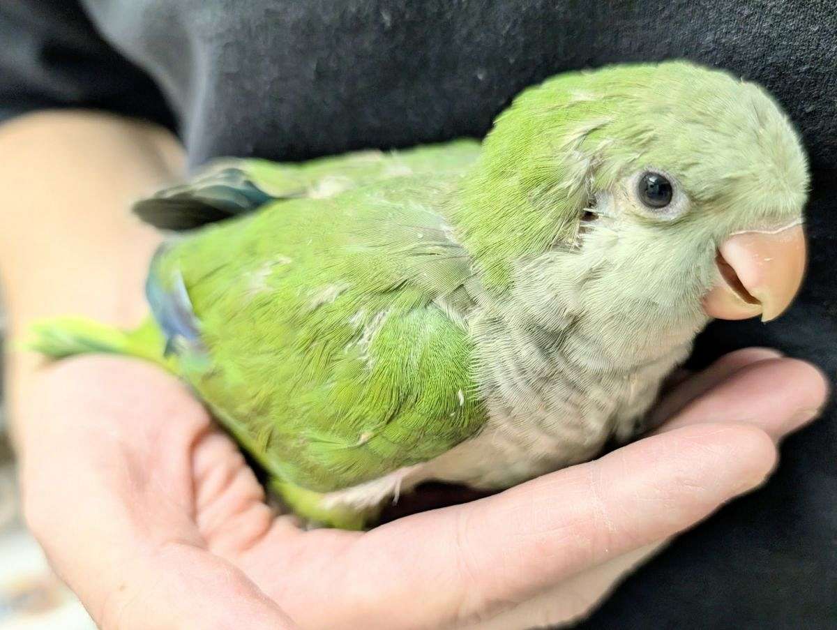Ghoul, our Green Quaker