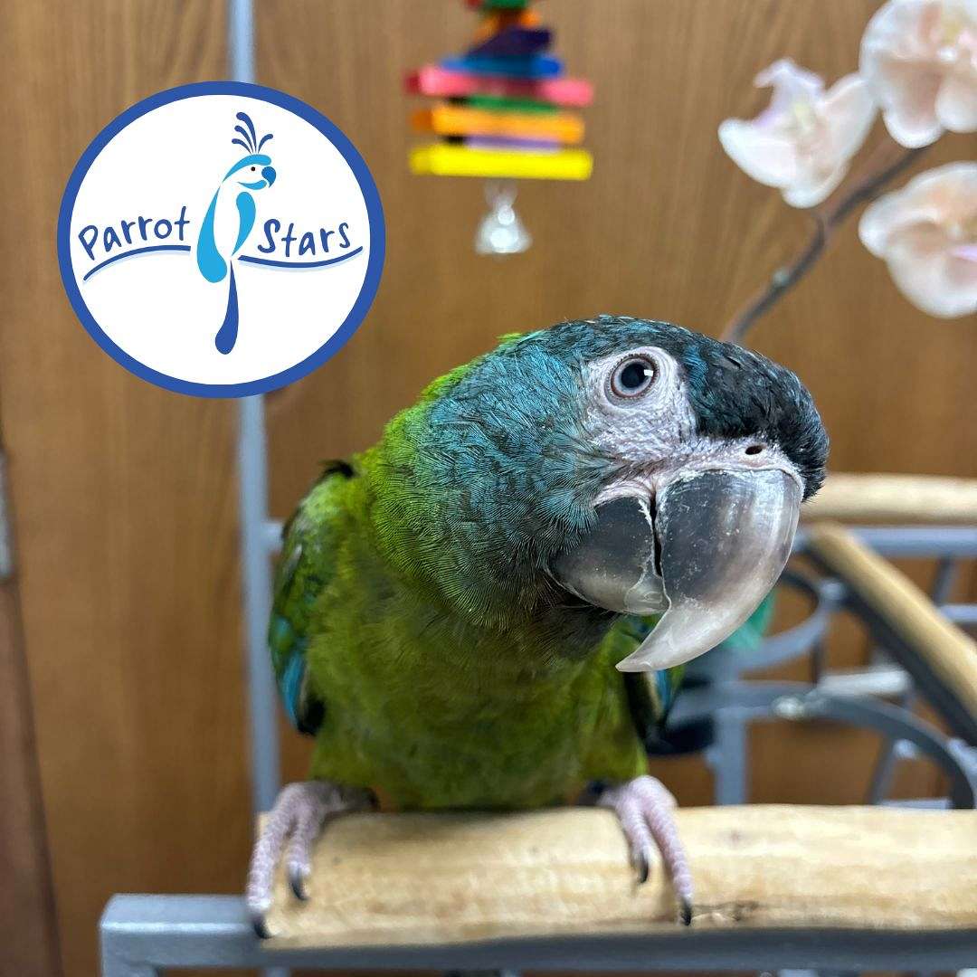 Baby Blue Headed Macaw Available at Parrot Stars!