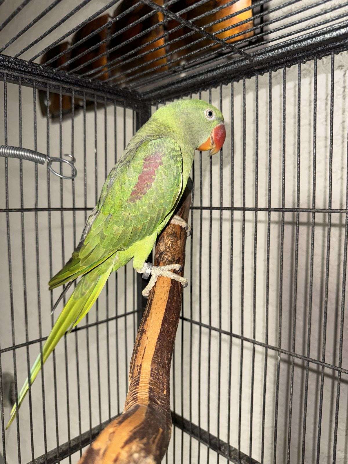 Alexandrine parrot