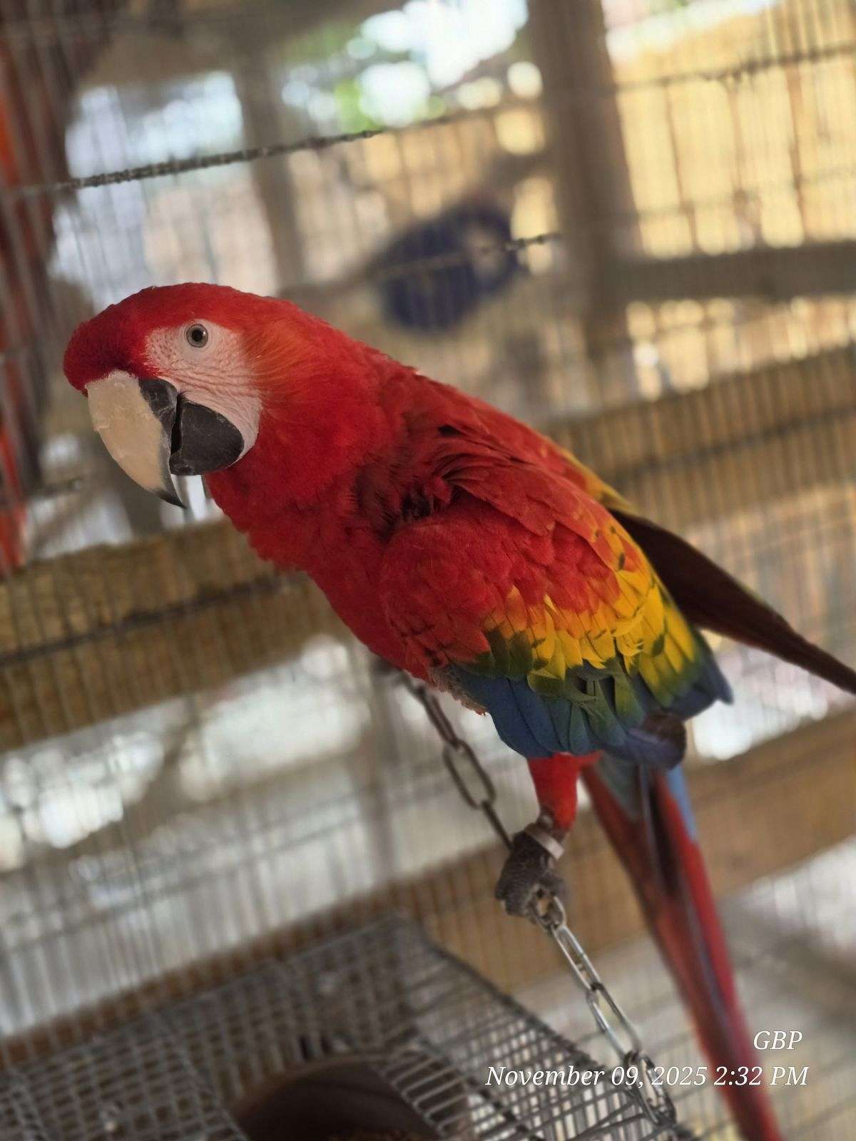 Ruby macaw