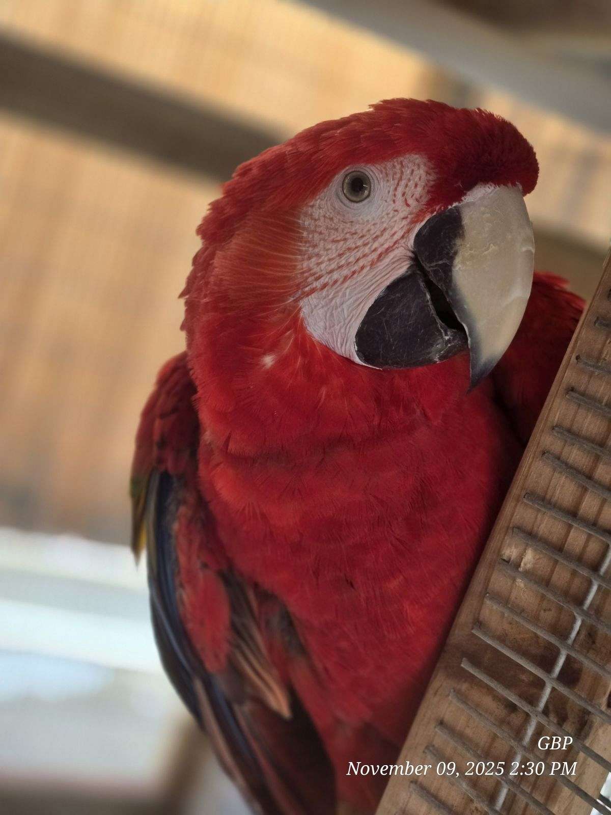 Ruby macaw