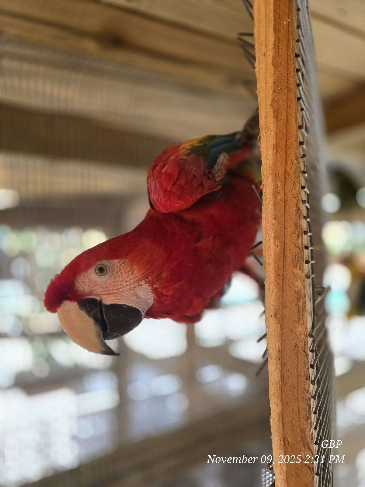 Ruby macaw