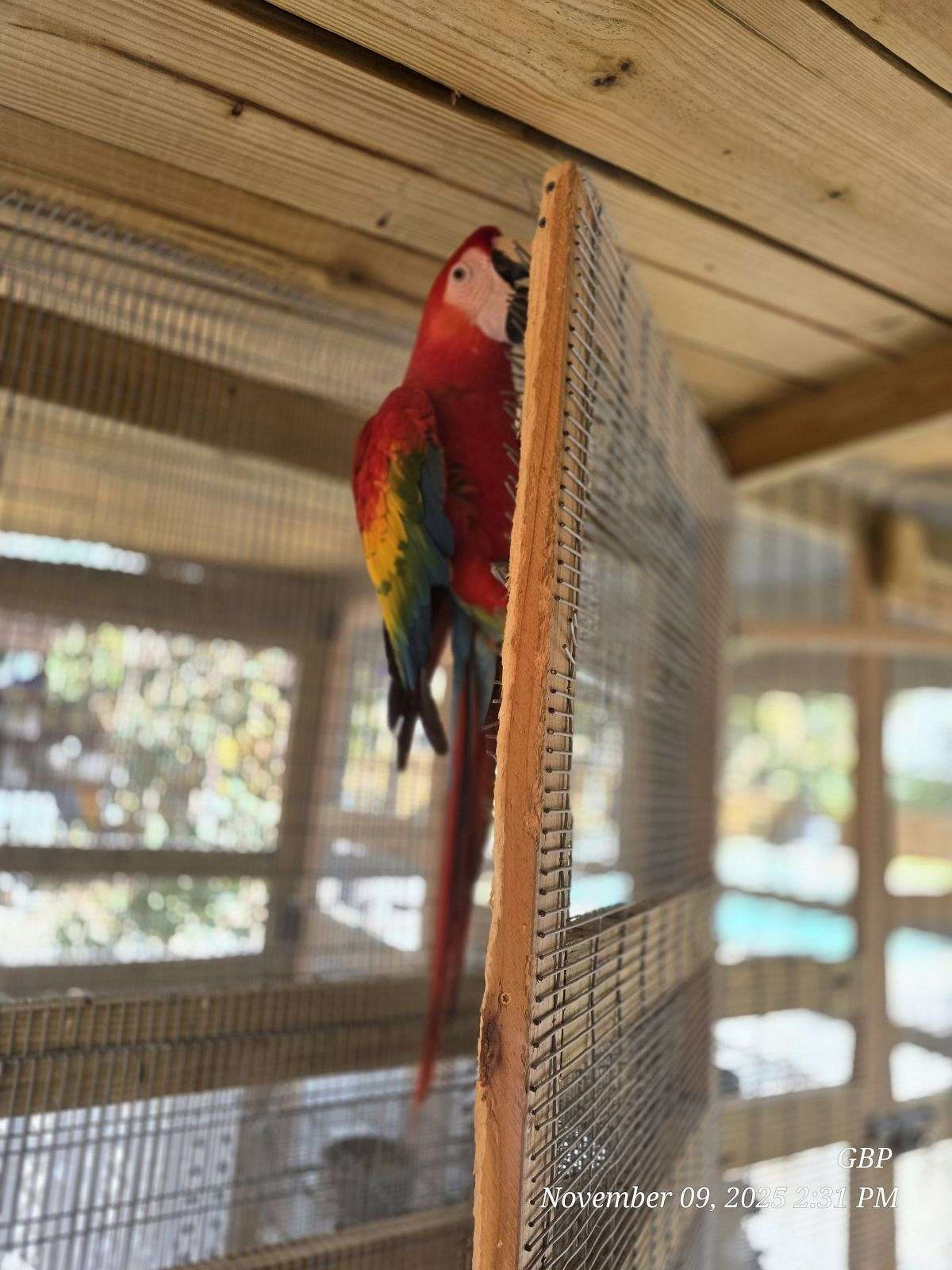 Ruby macaw