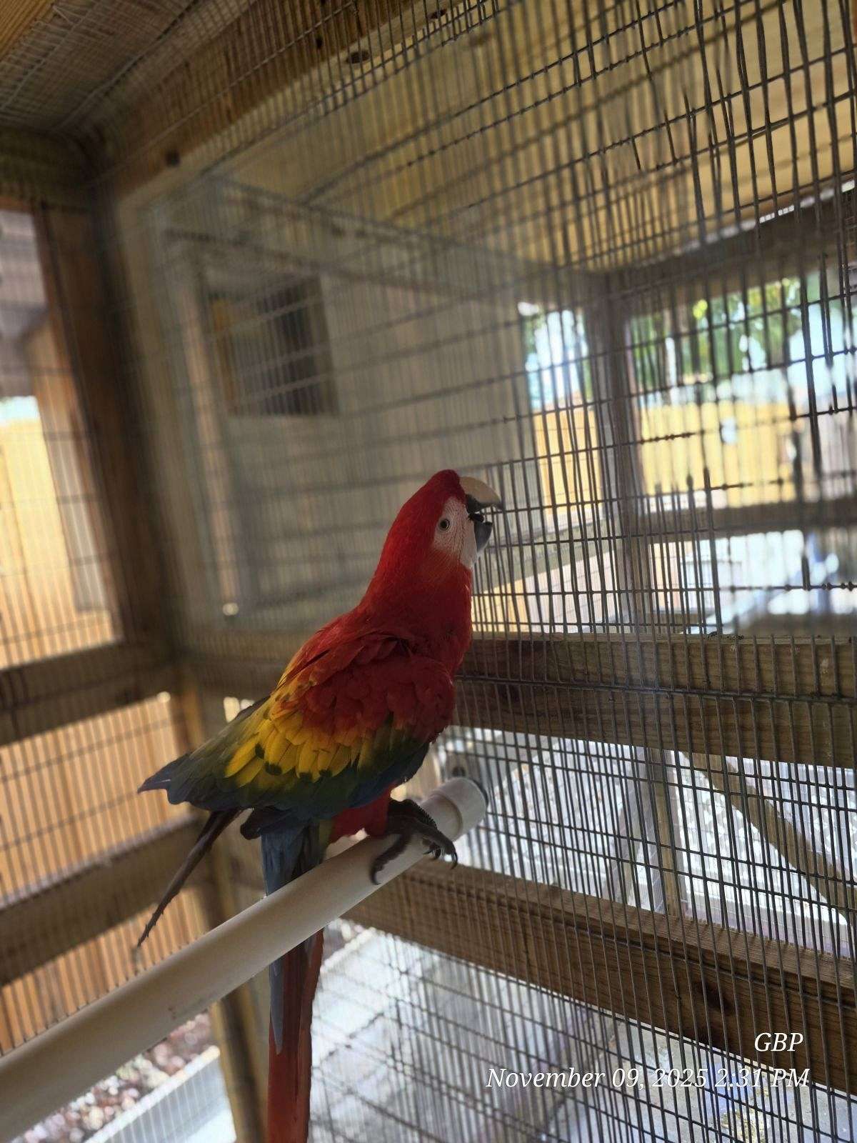 Ruby macaw