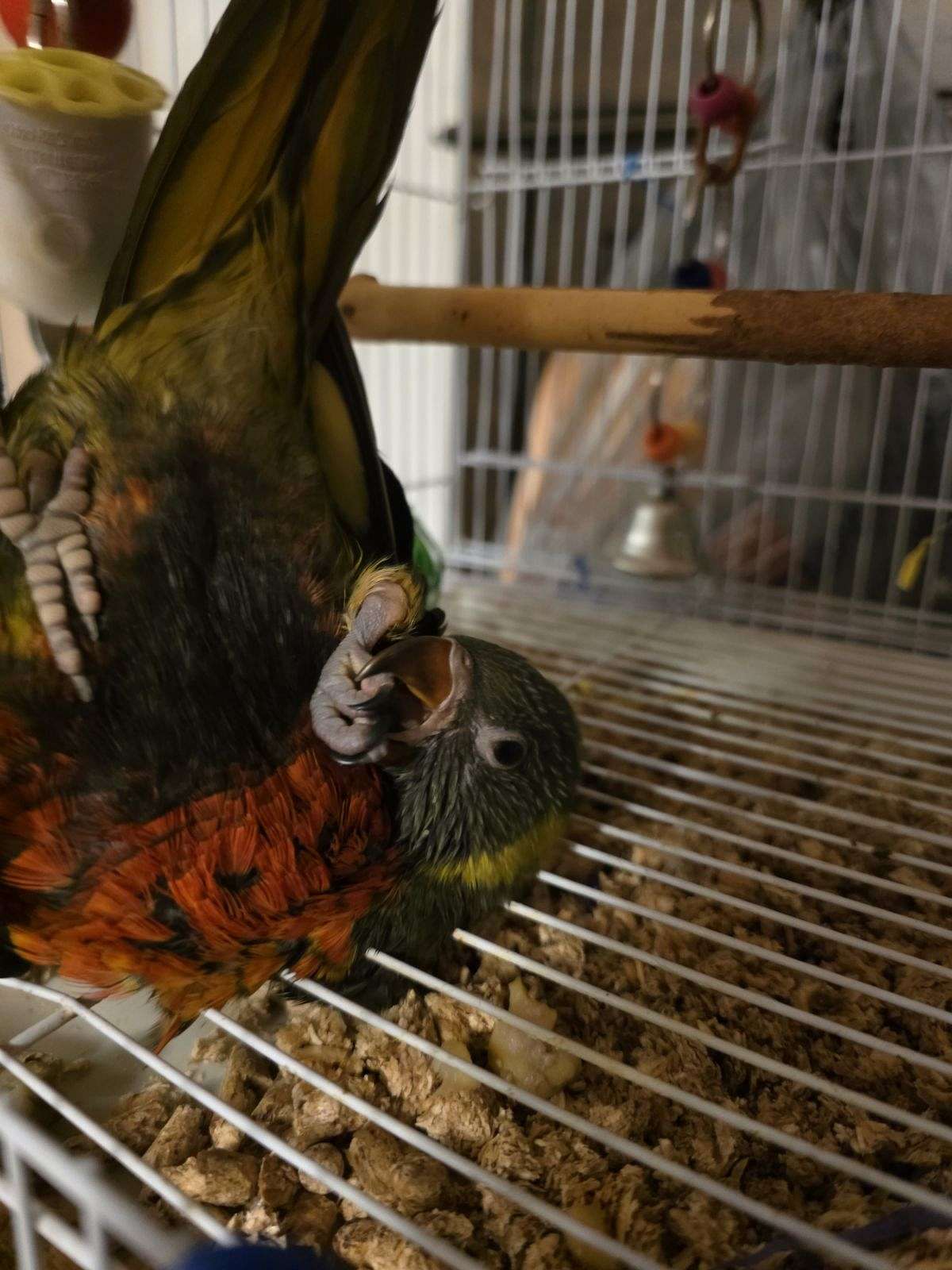Female Olive Swainson's Lorikeet