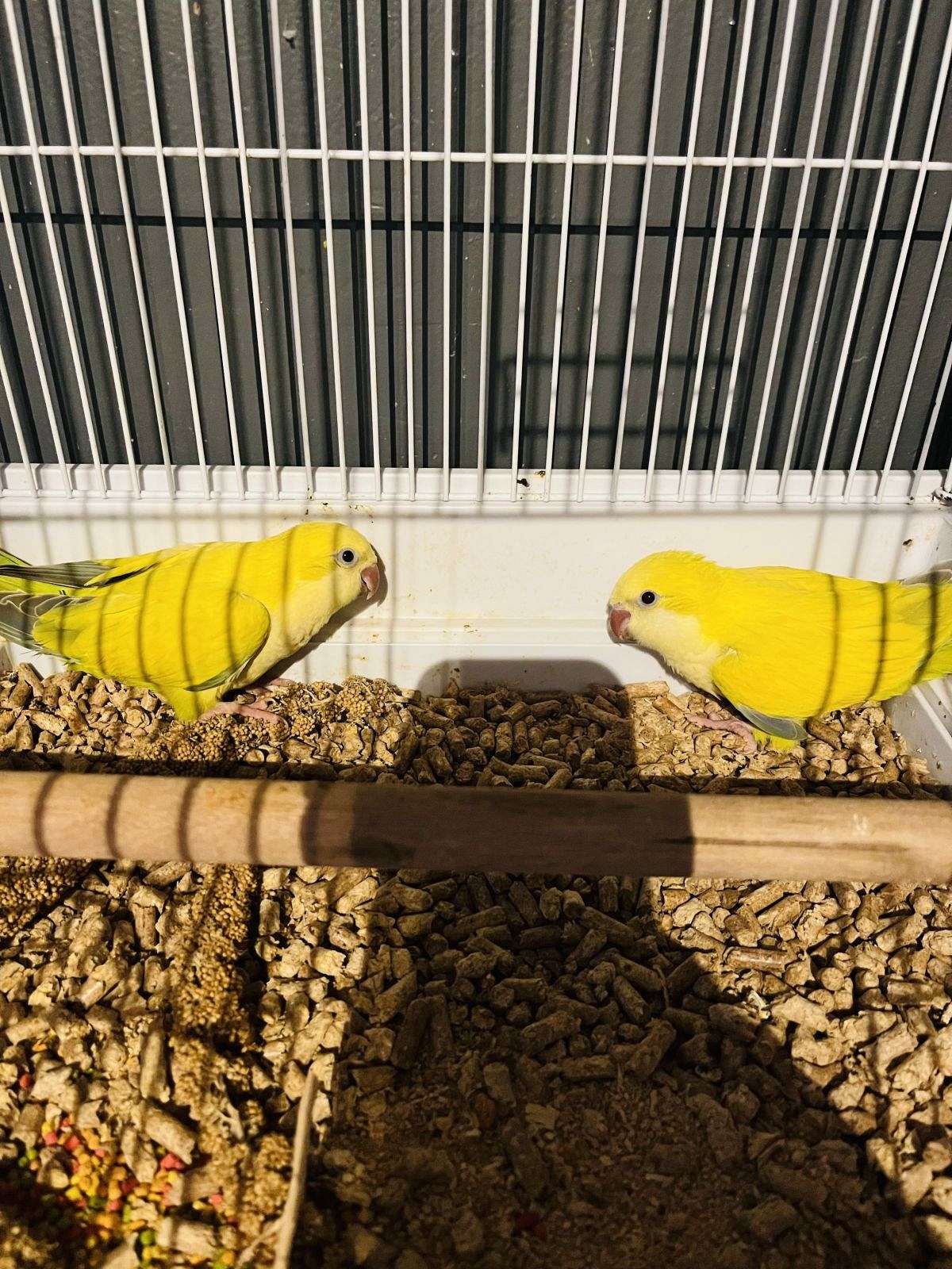 Quaker parrots