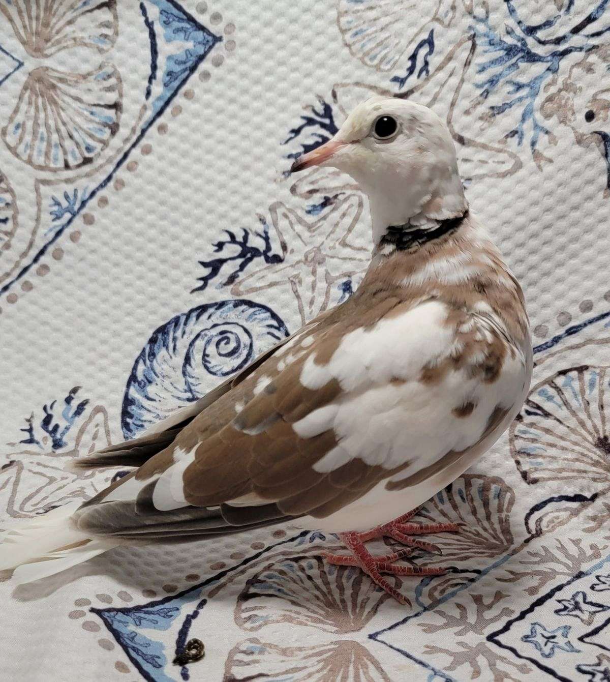 Ringneck Doves-Tame-Shipping Available
