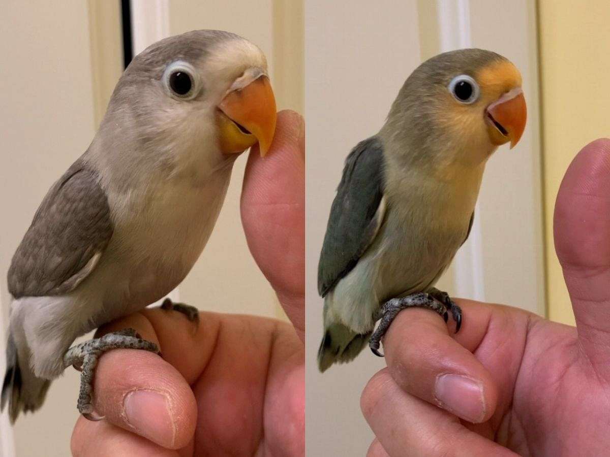 Three Baby Lovebirds