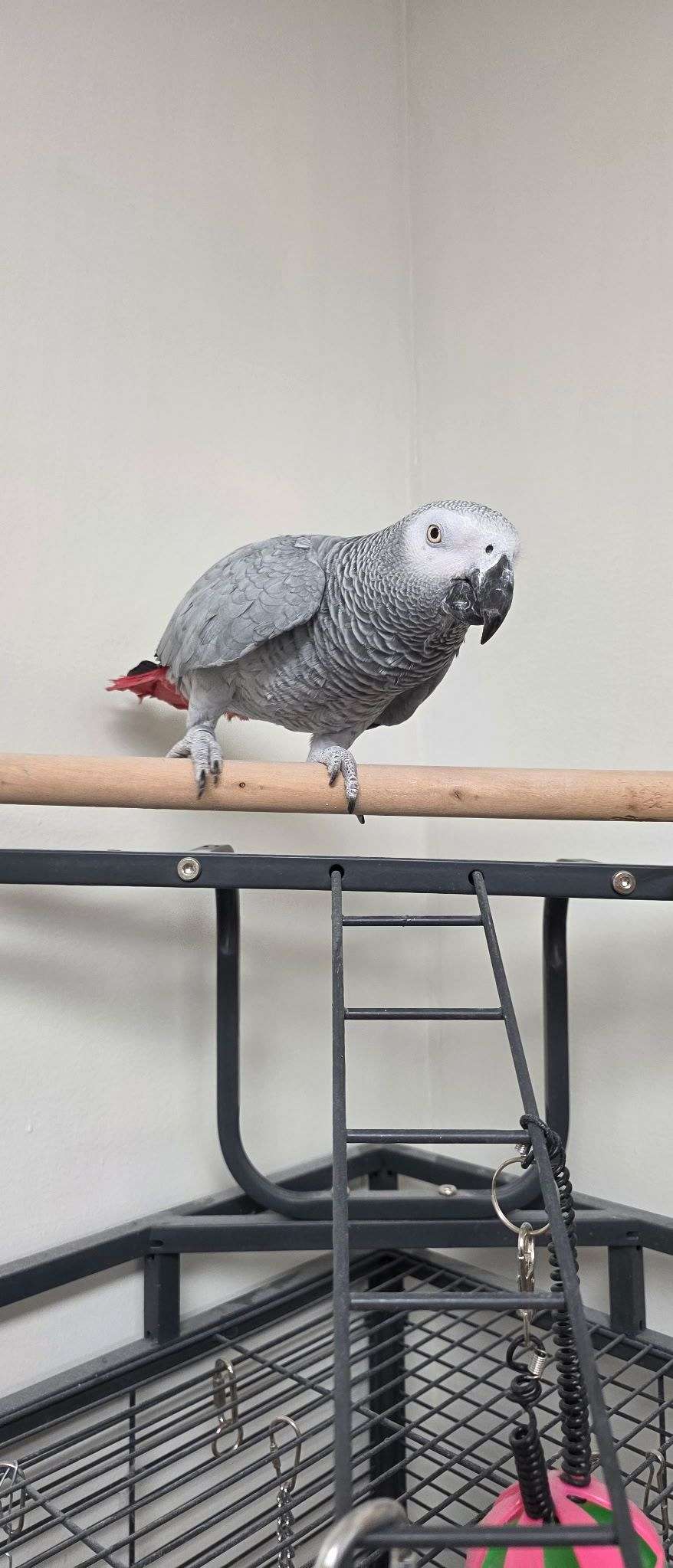 Congo African grey