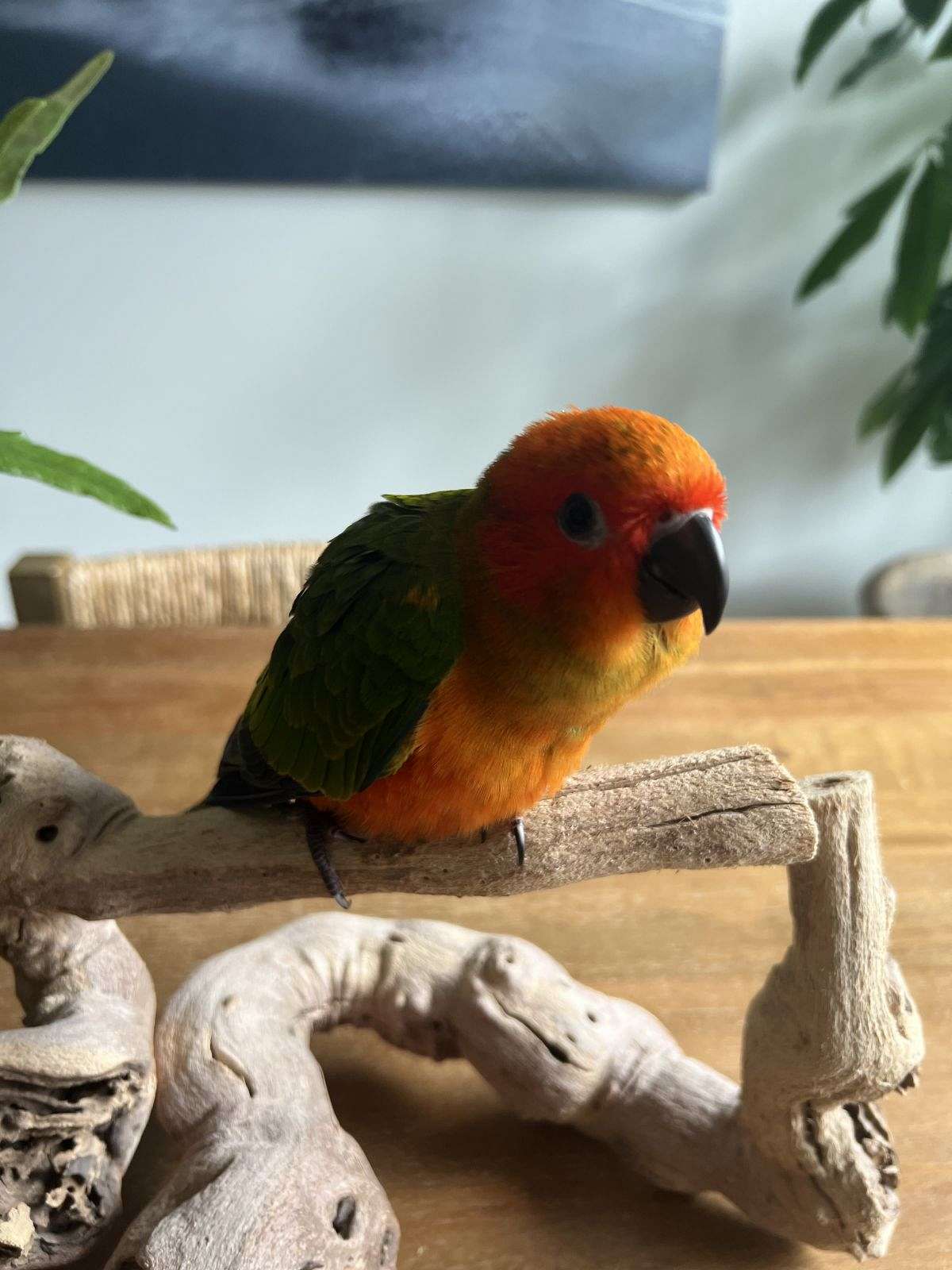 Sun Conure
