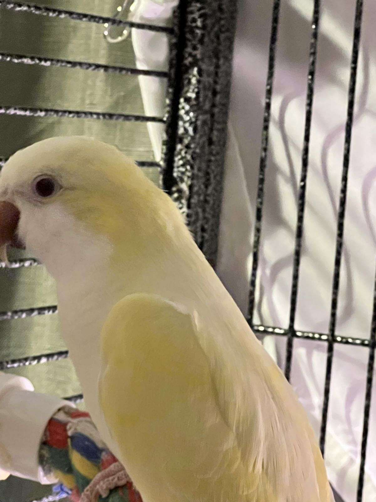 Female Yellow Quaker