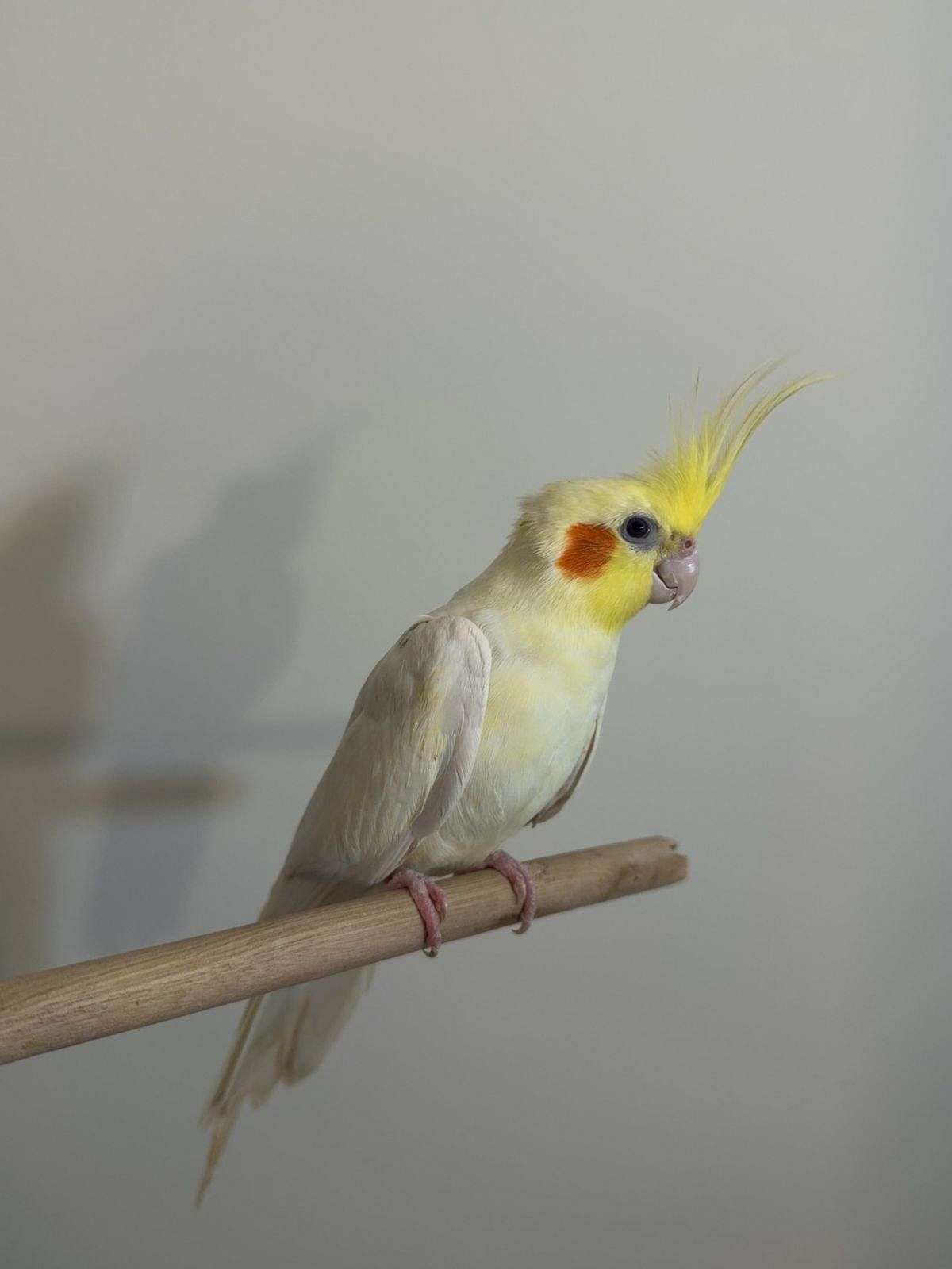 Male Lutino Cockatiel