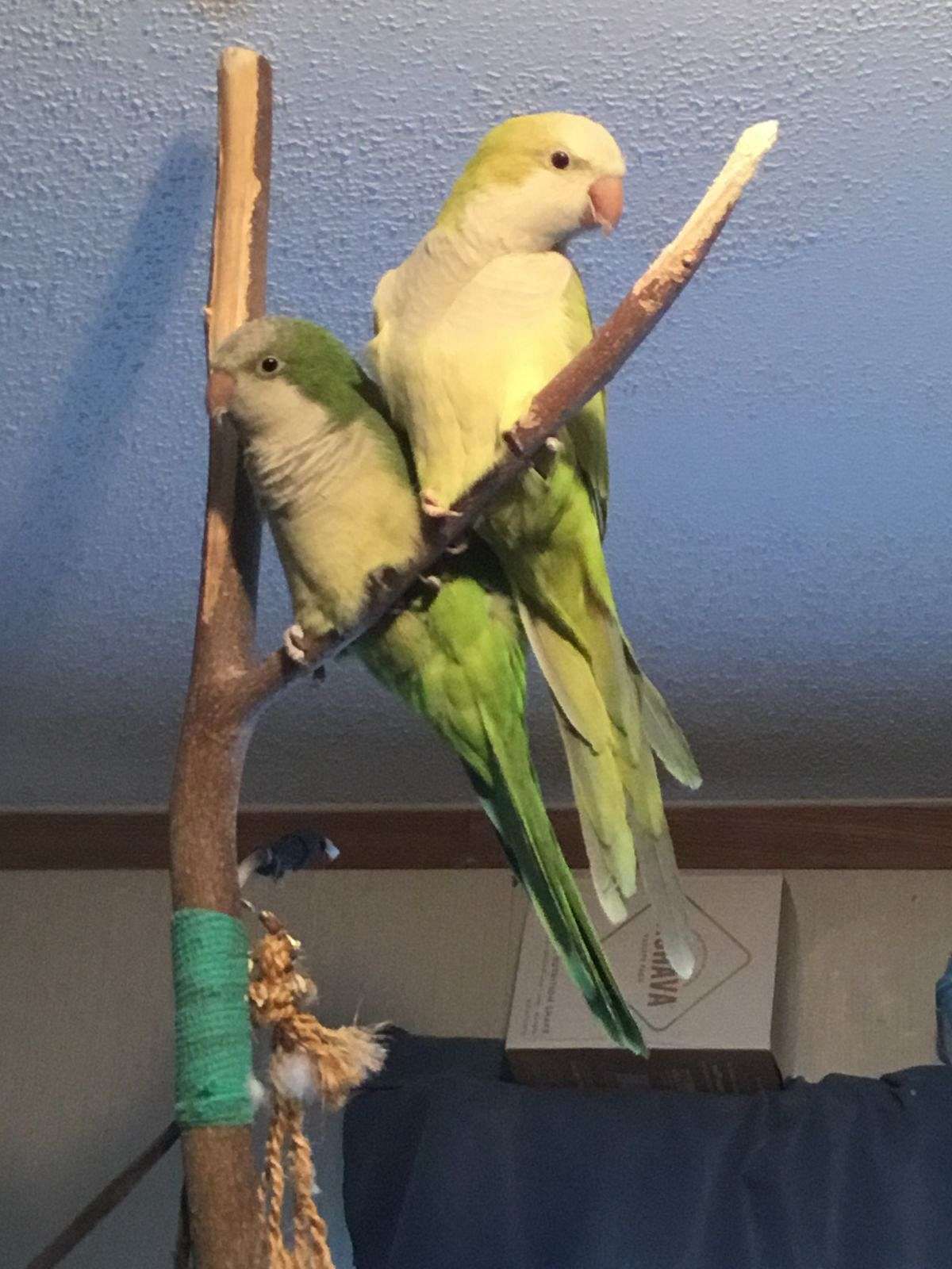 2 Quaker parrots *Sold*