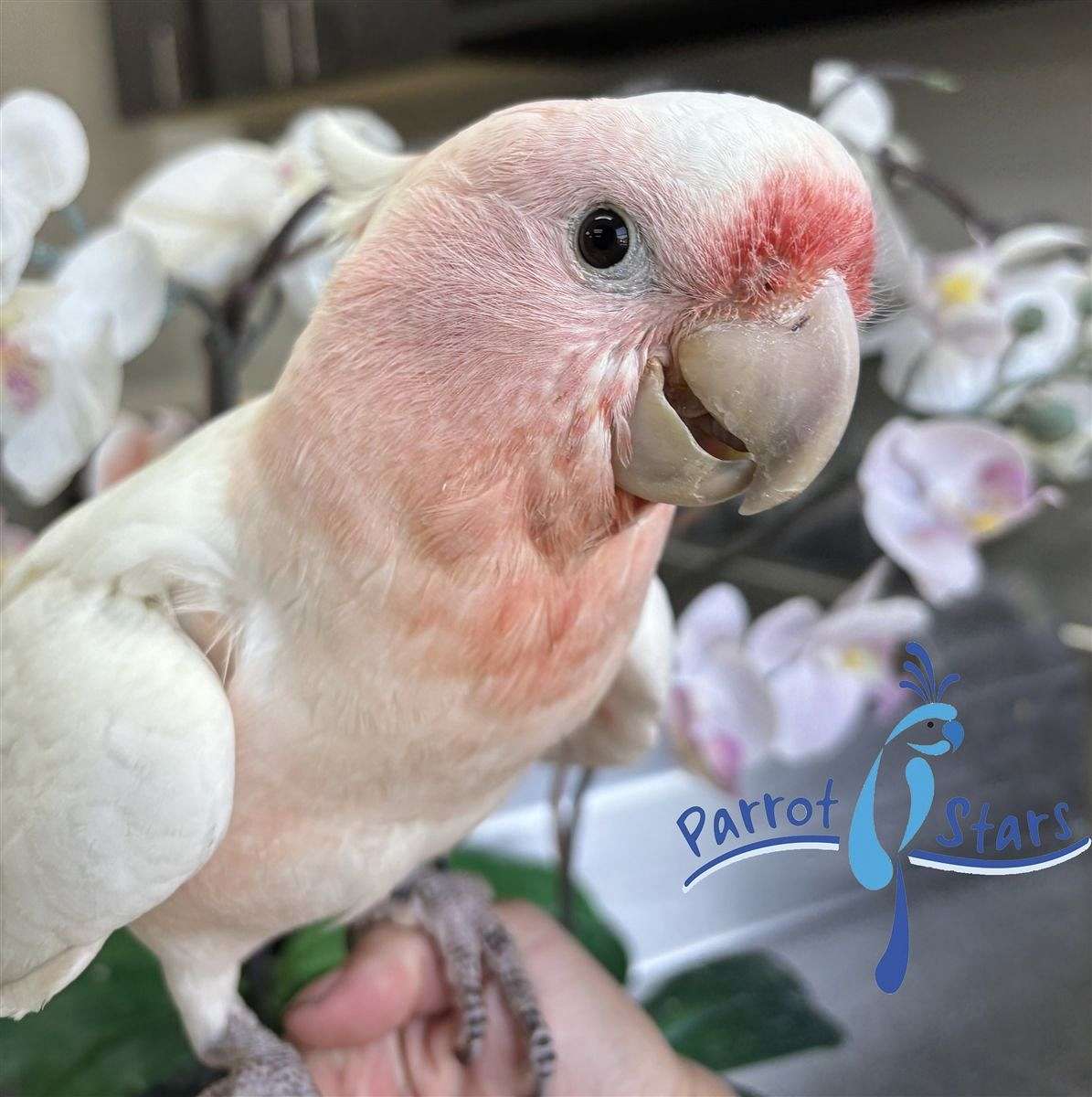 Baby Major Mitchell Cockatoo Available at Parrot Stars!