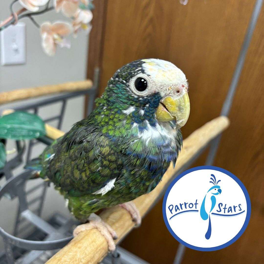 Baby White Capped Pionus Available at Parrot Stars!
