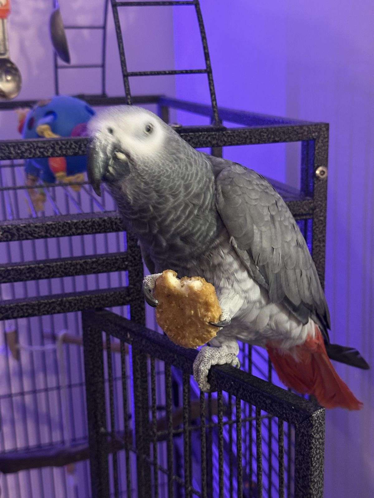 African Grey for sale.